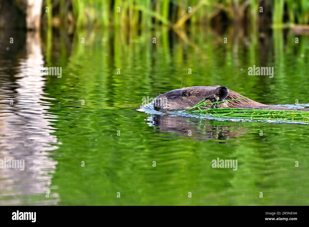 An adult Canadian Beaver " Castor canadensis", swimming with a mouthful ...