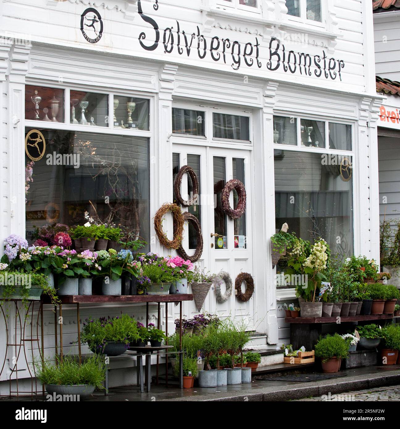 Scandinavian flower hi-res stock photography and images - Alamy