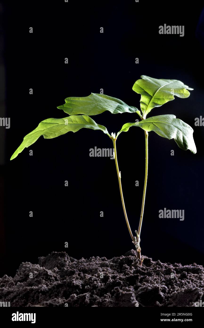 English oak (Quercus robur), seedling, development, growth Stock Photo ...