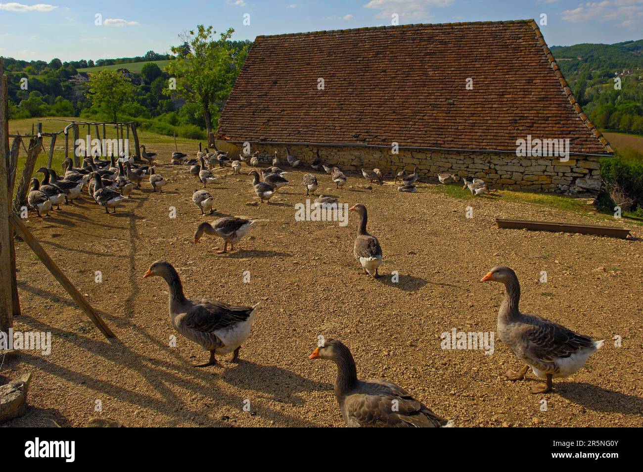 Domestic geese, Belcastel, Dordogne, France, Perigord goose Stock Photo ...