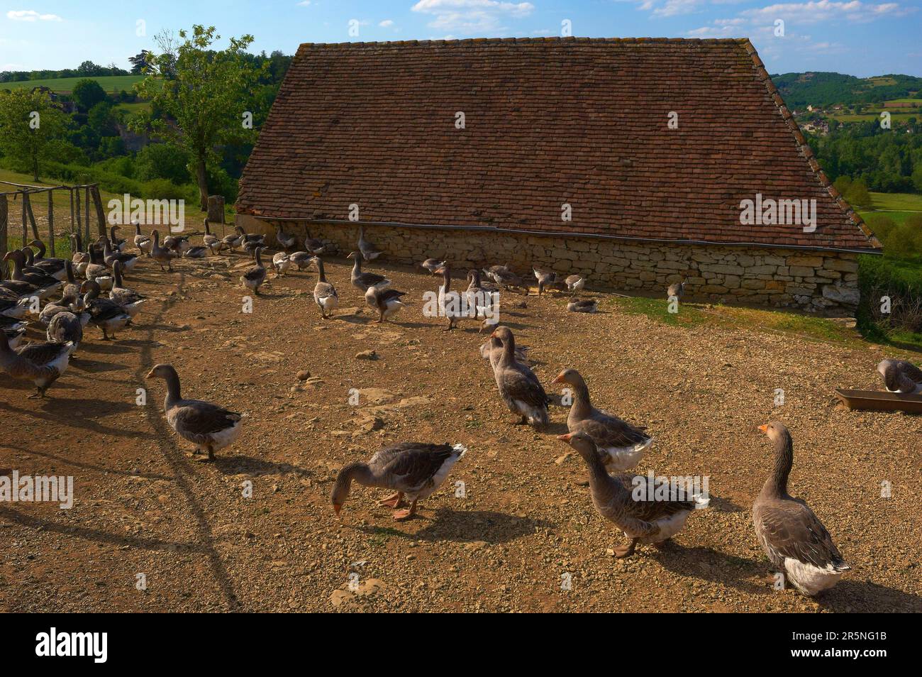 Domestic geese, Belcastel, Dordogne, France, Perigord goose Stock Photo ...