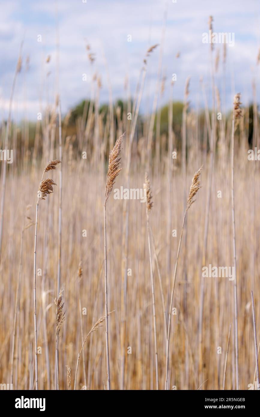 Tall marshland plants hi-res stock photography and images - Alamy
