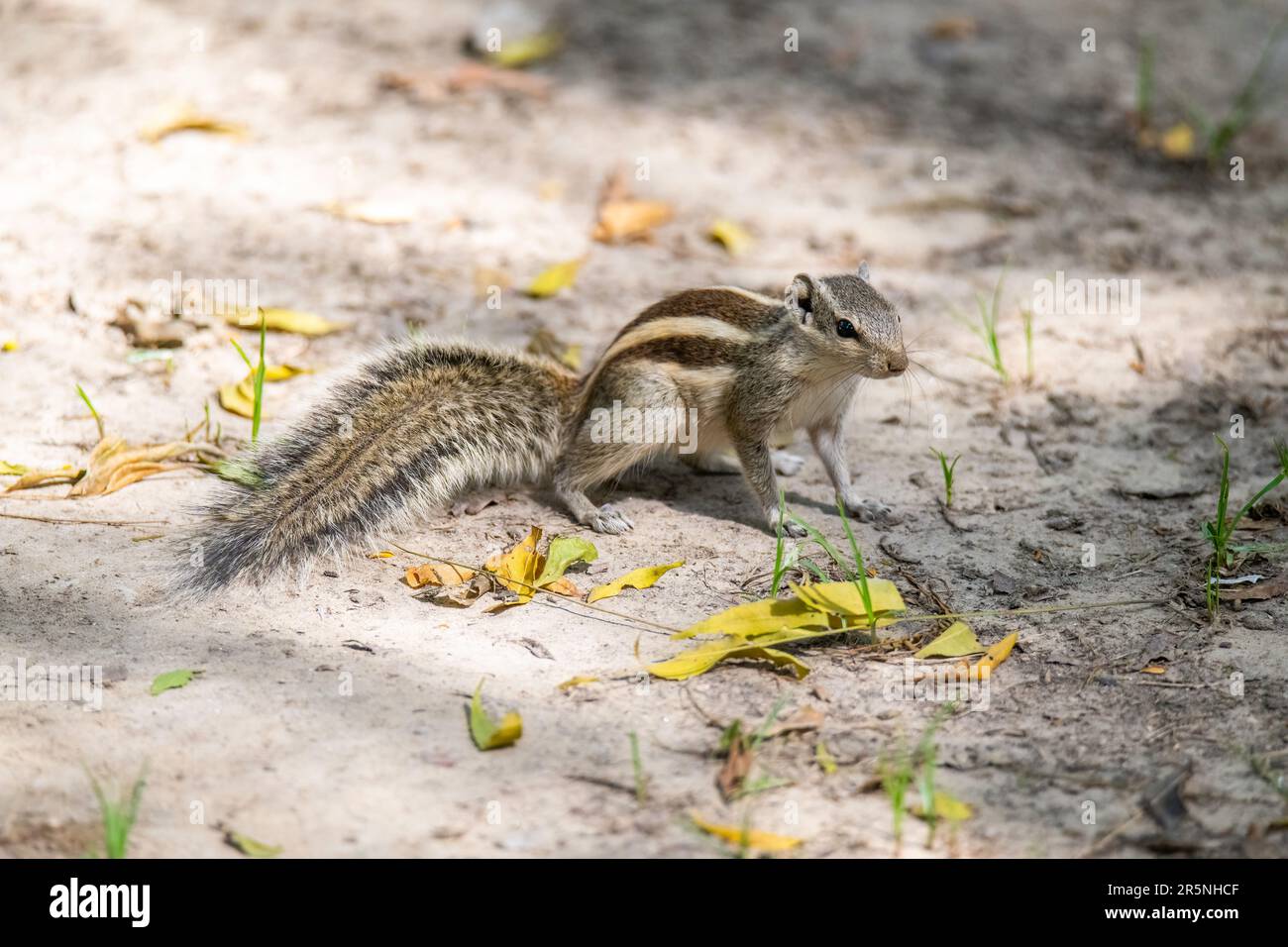 Five subfamilies hi-res stock photography and images - Alamy