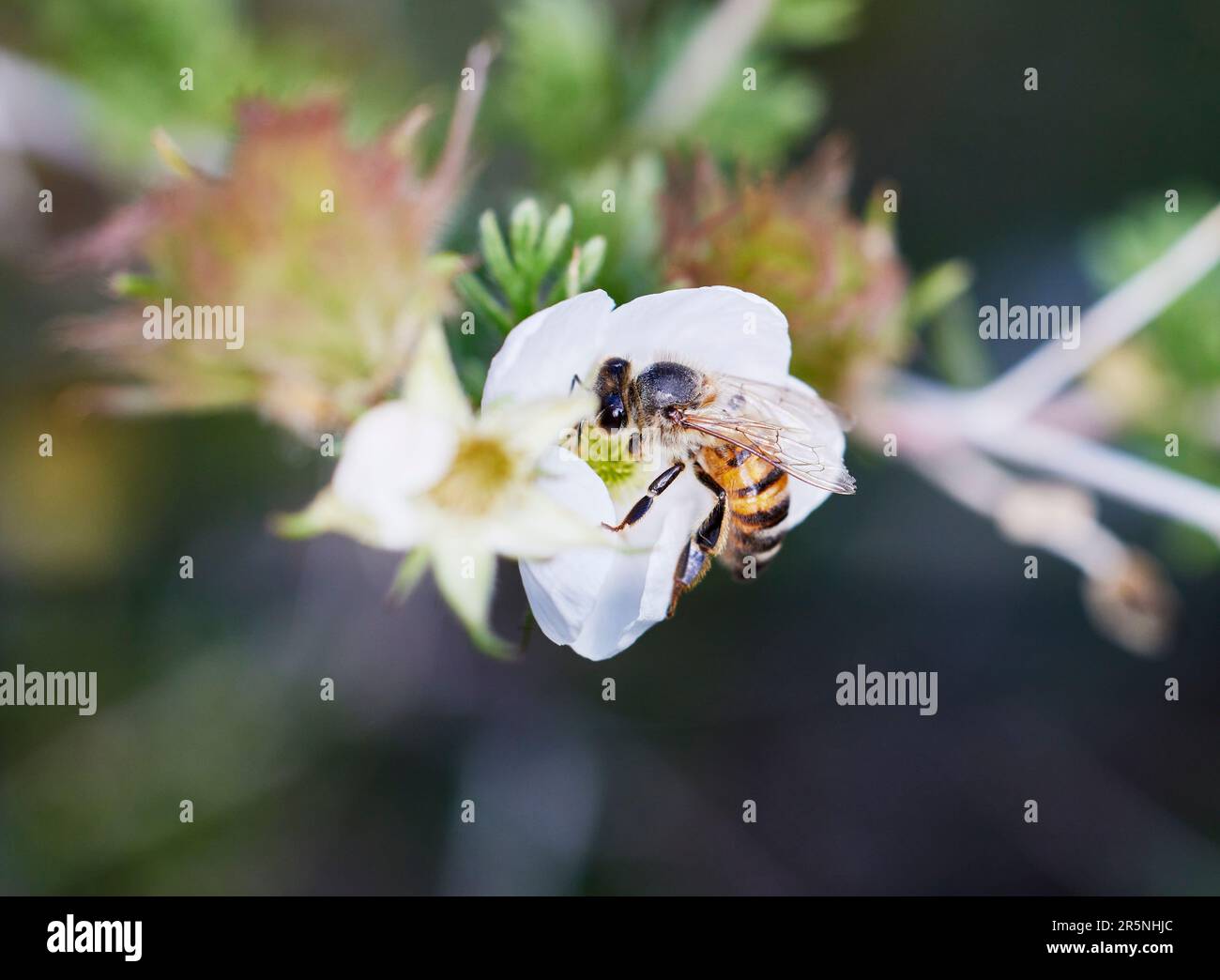 Macro honeybee getting pollen hi-res stock photography and images - Alamy