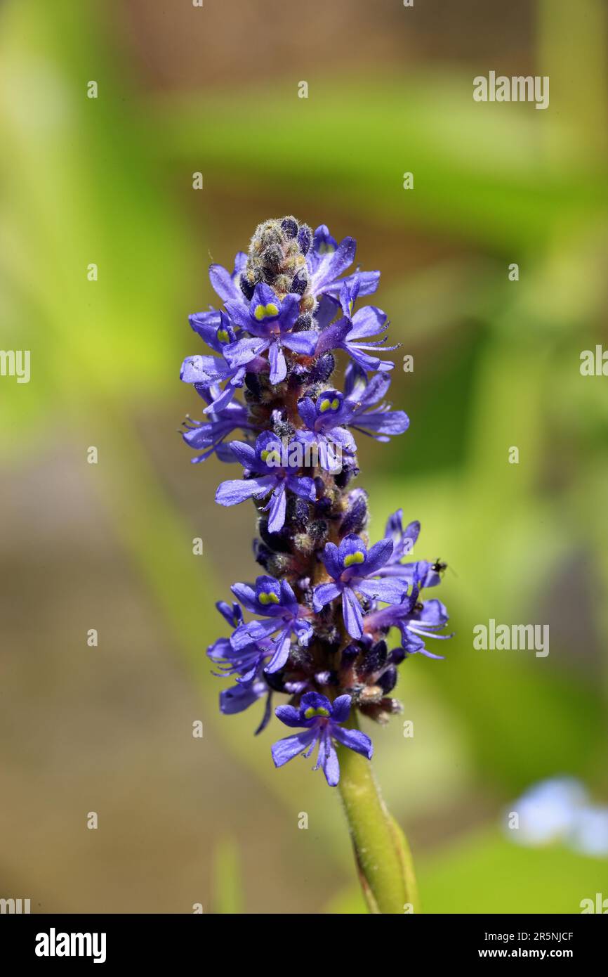 Pickerelweed (Pontederia cordata), Pontederiaceae, Germany Stock Photo ...