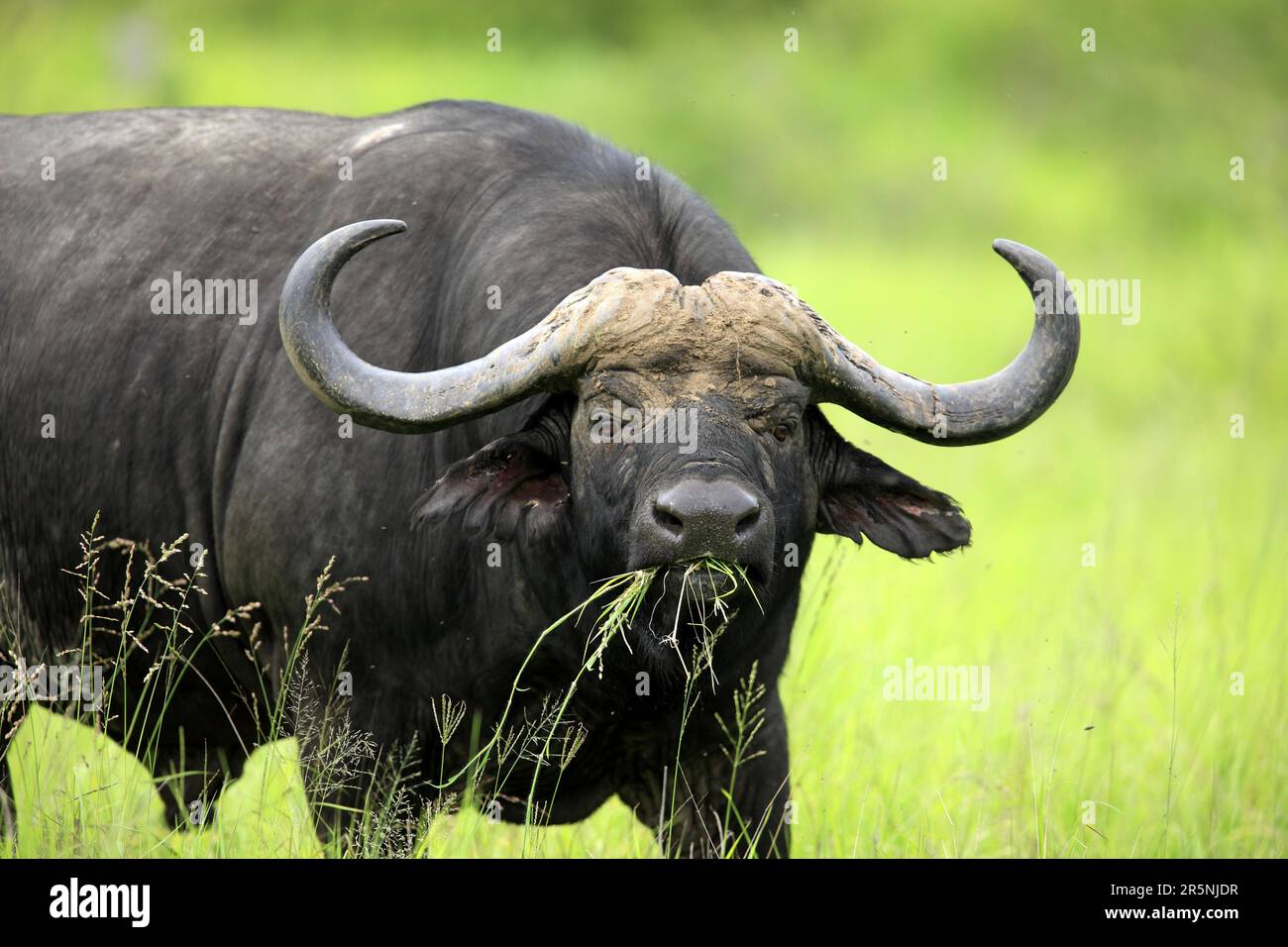 African buffalo (Syncerus caffer), Sabi Sabi Game Reserve, Kruger ...
