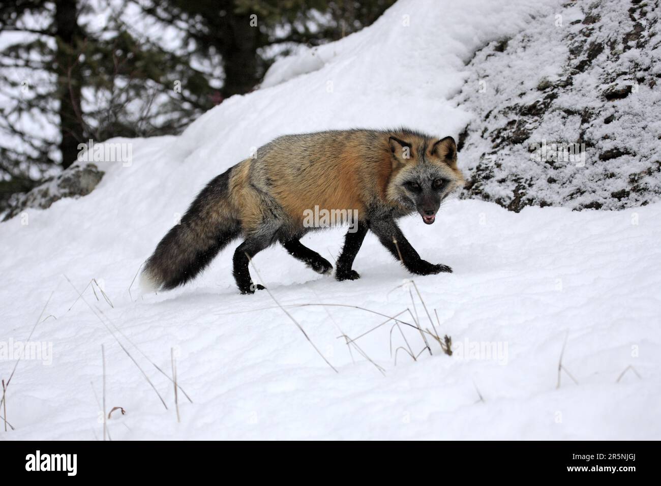 American red fox (Vulpes vulpes fulva), american red fox, USA Stock ...
