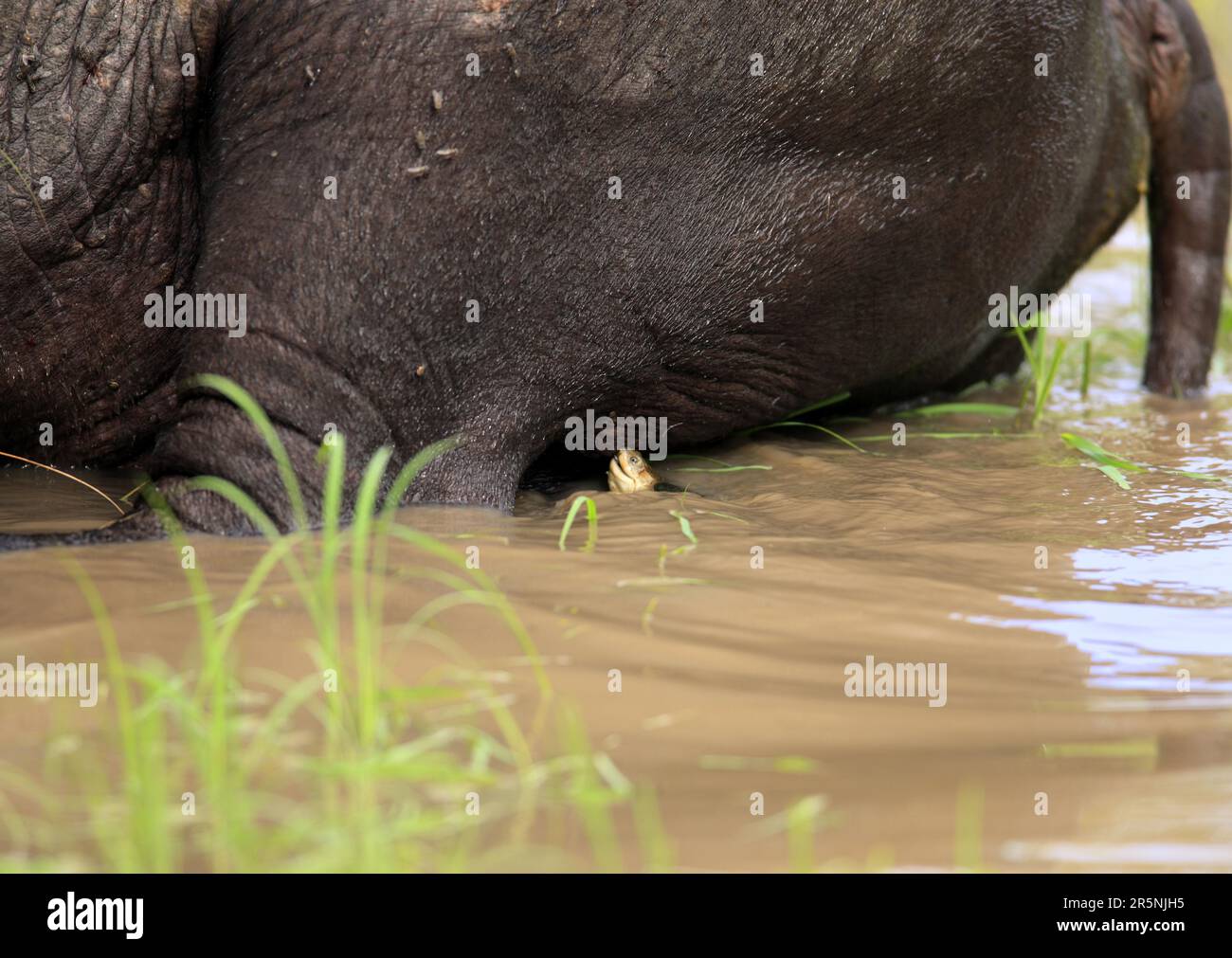 African helmeted turtle (Pelomedusa subrufa), Sabi Sabi Game Reserve ...