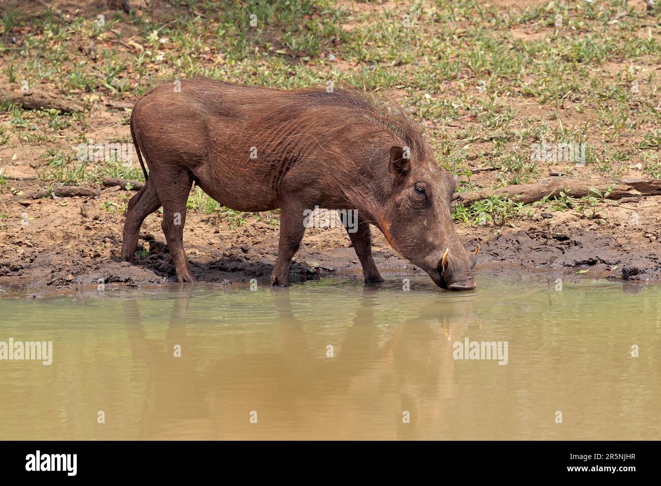 Warthog, Mkuze Park, desert warthog (Phacochoerus aethiopicus Stock ...