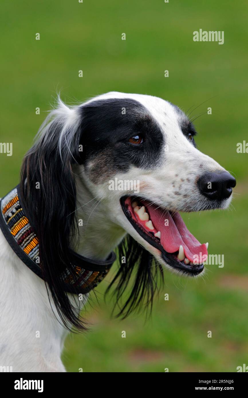 Does A Saluki Need A Collar