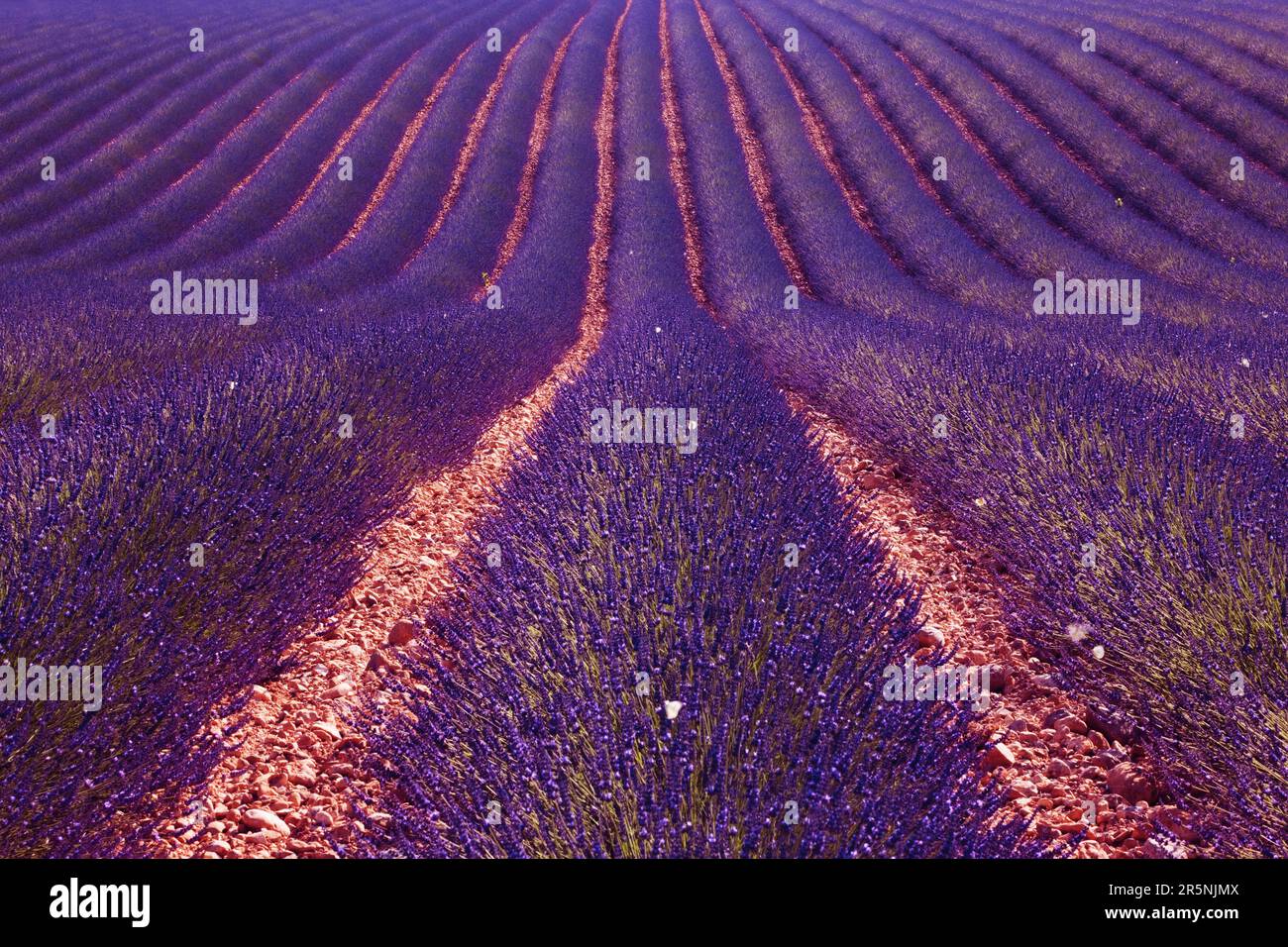 Lavender field, Puimichel, Provence (Lavandula angustifolia), lavender ...