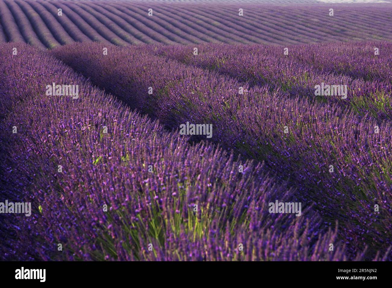 Lavender field, Puimichel, Provence (Lavandula angustifolia), lavender ...