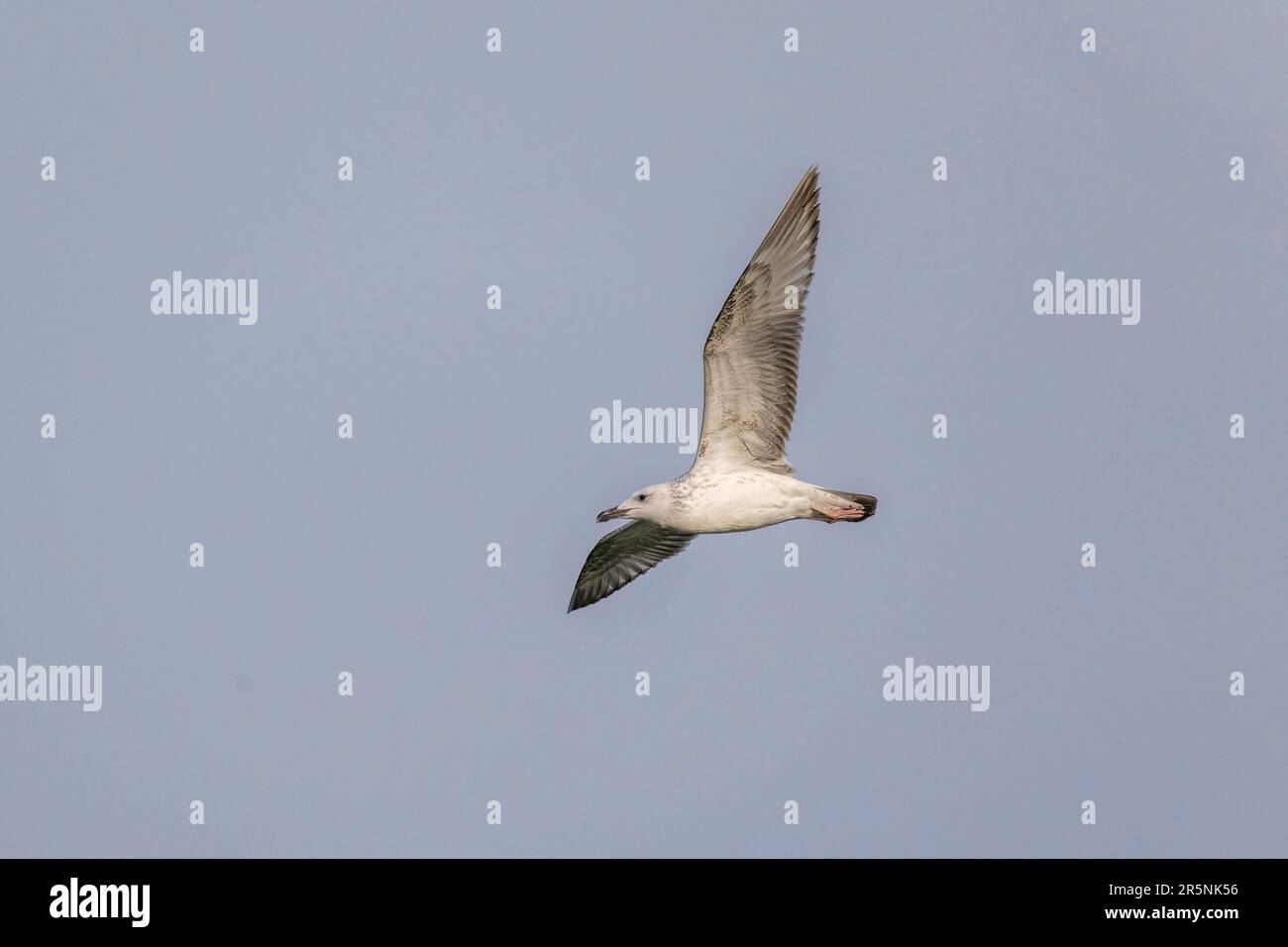 Pallas's Gull Ichthyaetus ichthyaetus Man Sagar Lake, Jaipur, Rajastan, India 16 February 2023 ...
