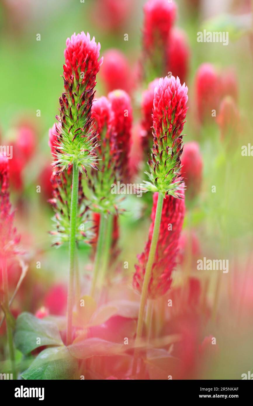 Crimson clover (Trifolium incarnatum), blood clover, rose clover Stock ...