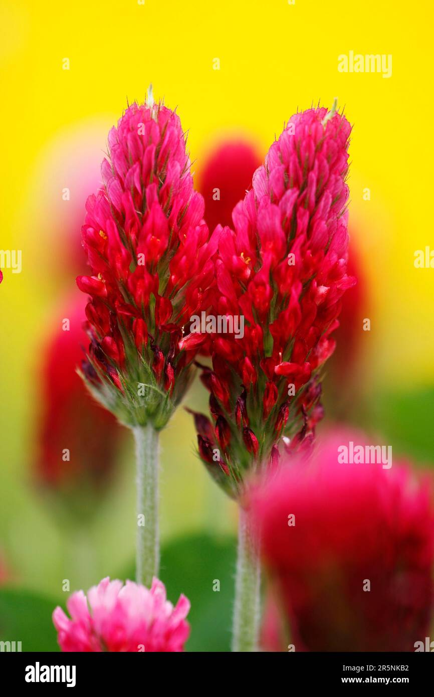 Crimson clover (Trifolium incarnatum), blood clover, rose clover Stock ...