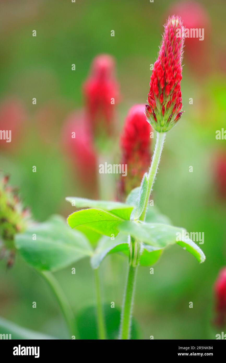 Crimson clover (Trifolium incarnatum), blood clover, rose clover Stock ...