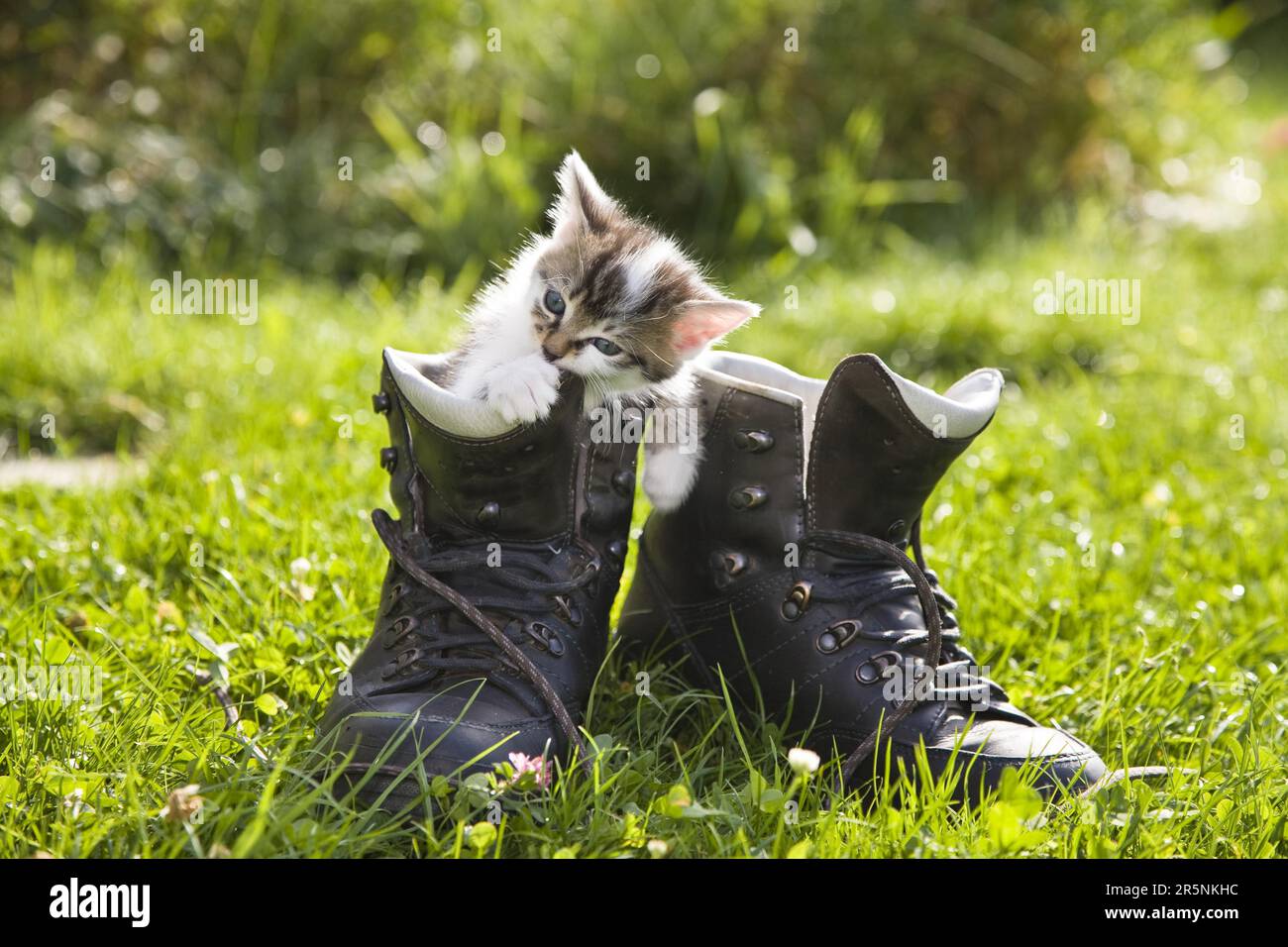 Domestic cat, kitten in walking shoe Stock Photo - Alamy
