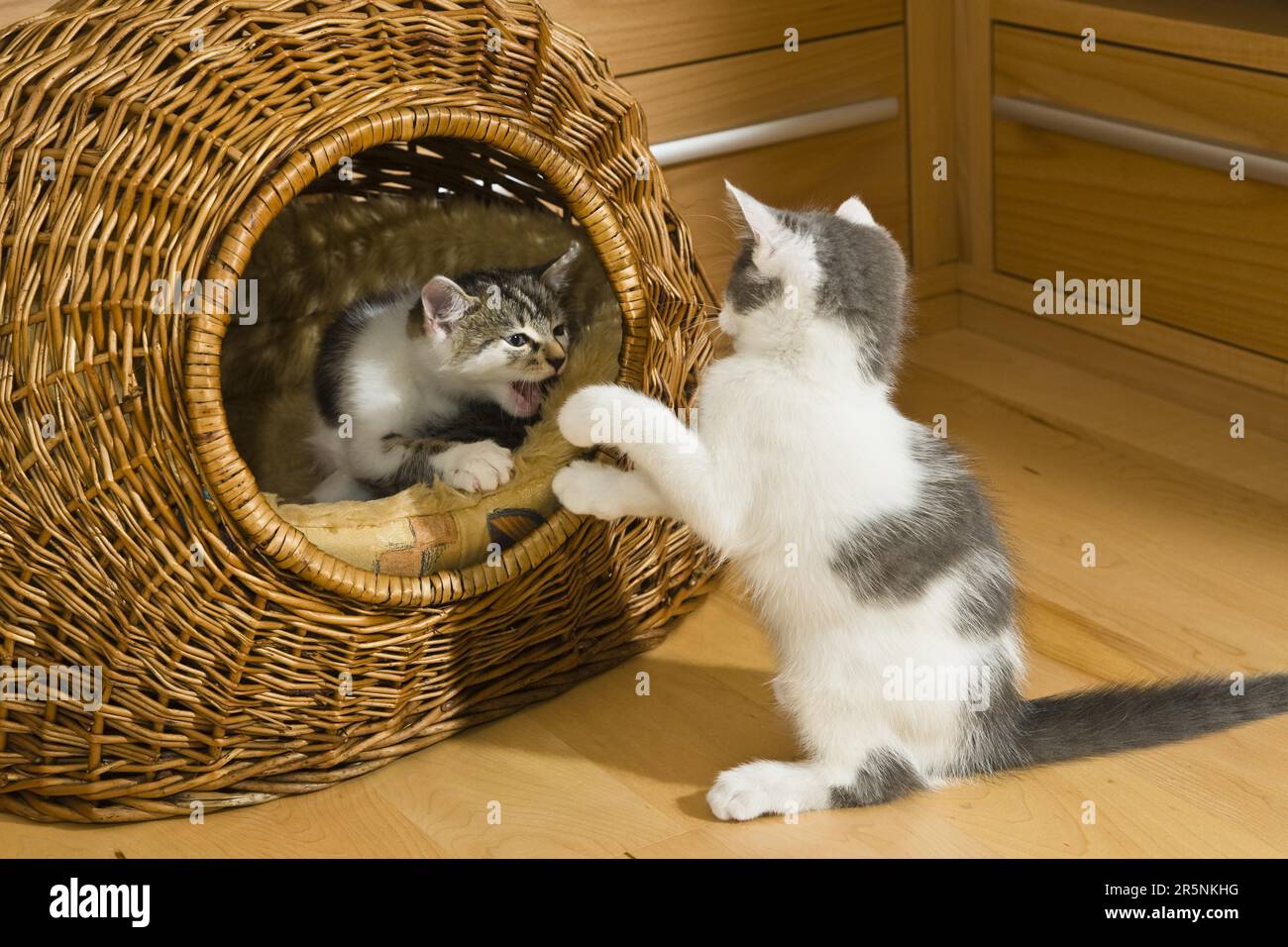 Domestic cats, kittens, cat basket, wicker basket, transport basket ...