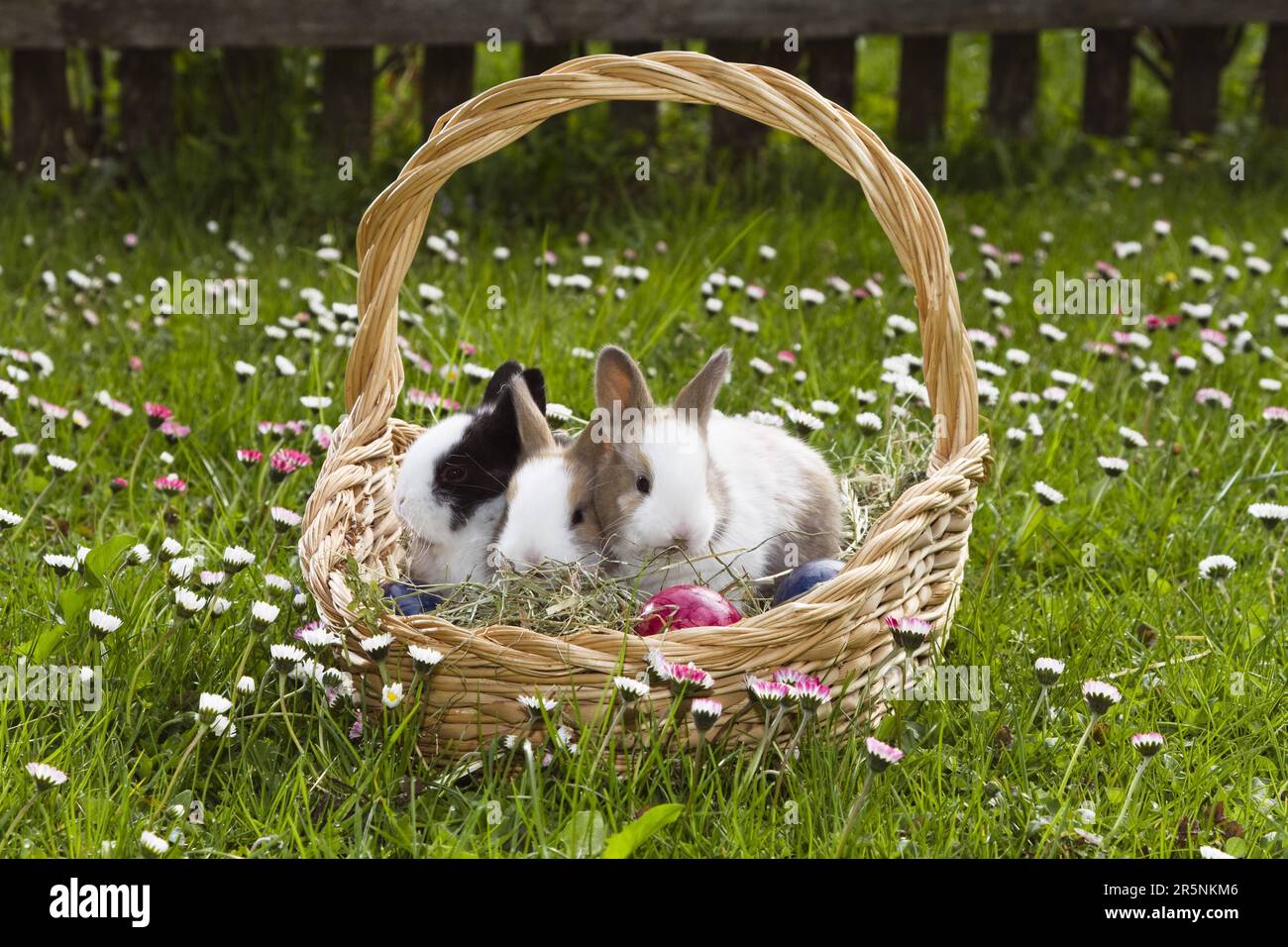 Breeding domestic rabbits hi-res stock photography and images - Alamy