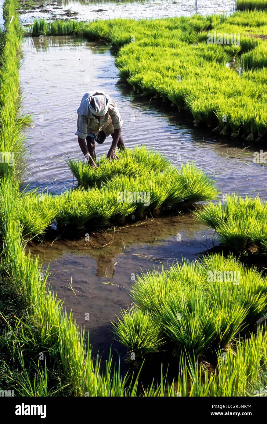 Farm workers pulling out rice (Oryza sativa) paddy seedlings, Tamil ...