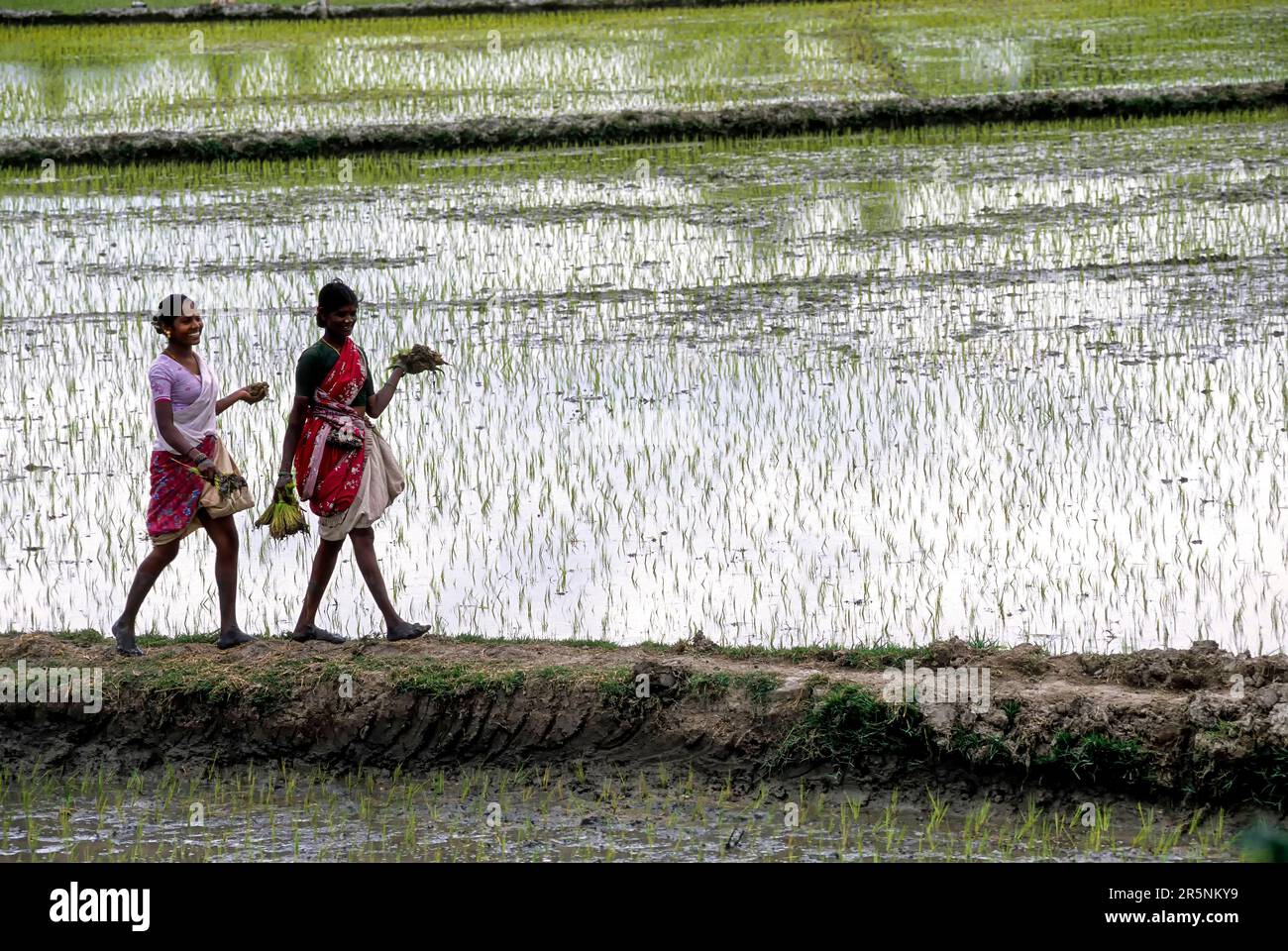 Farmer Farming In Kerala