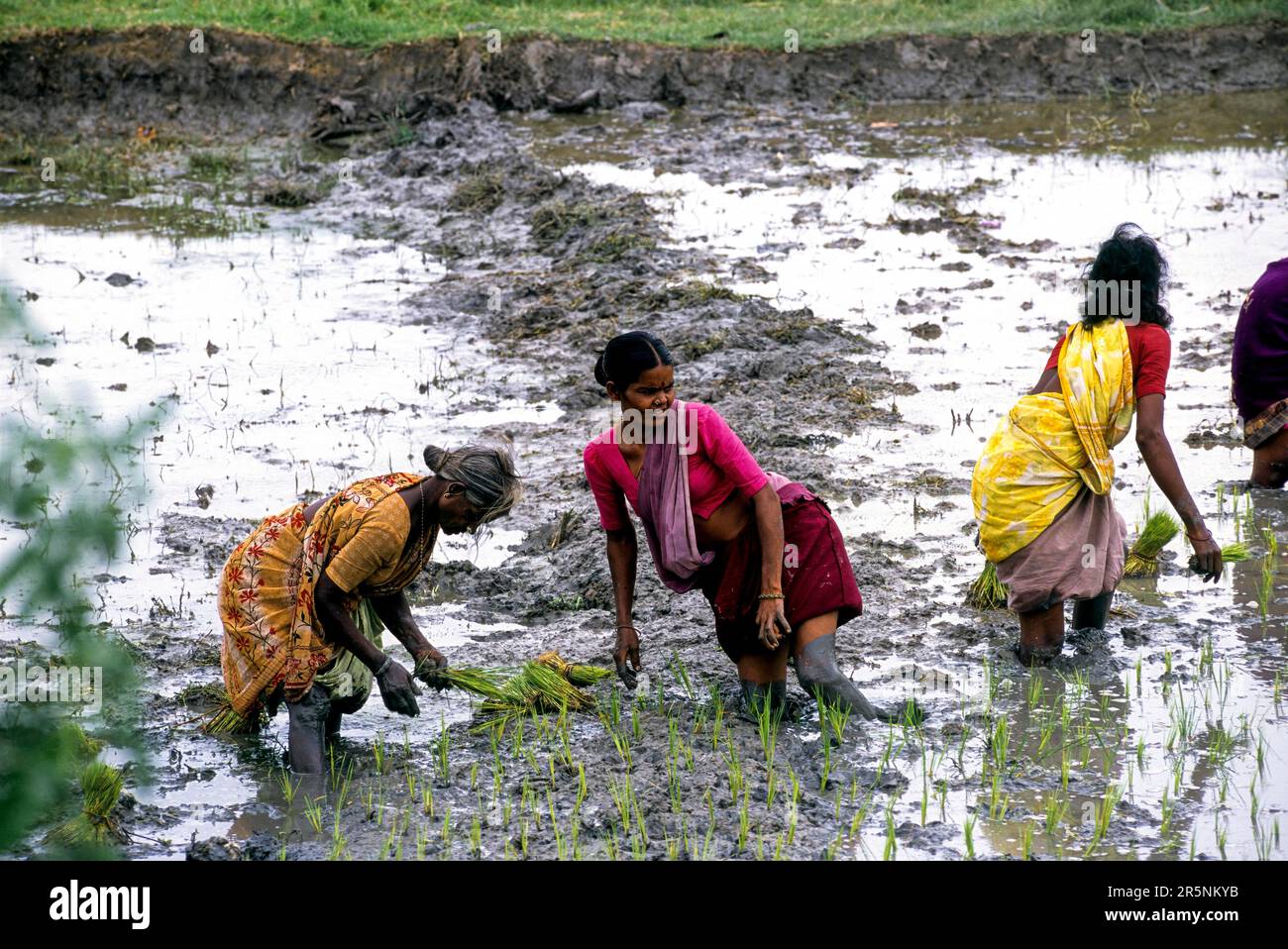 Women farmers planting rice in a knee deep clay soil Tamil Nadu, South ...