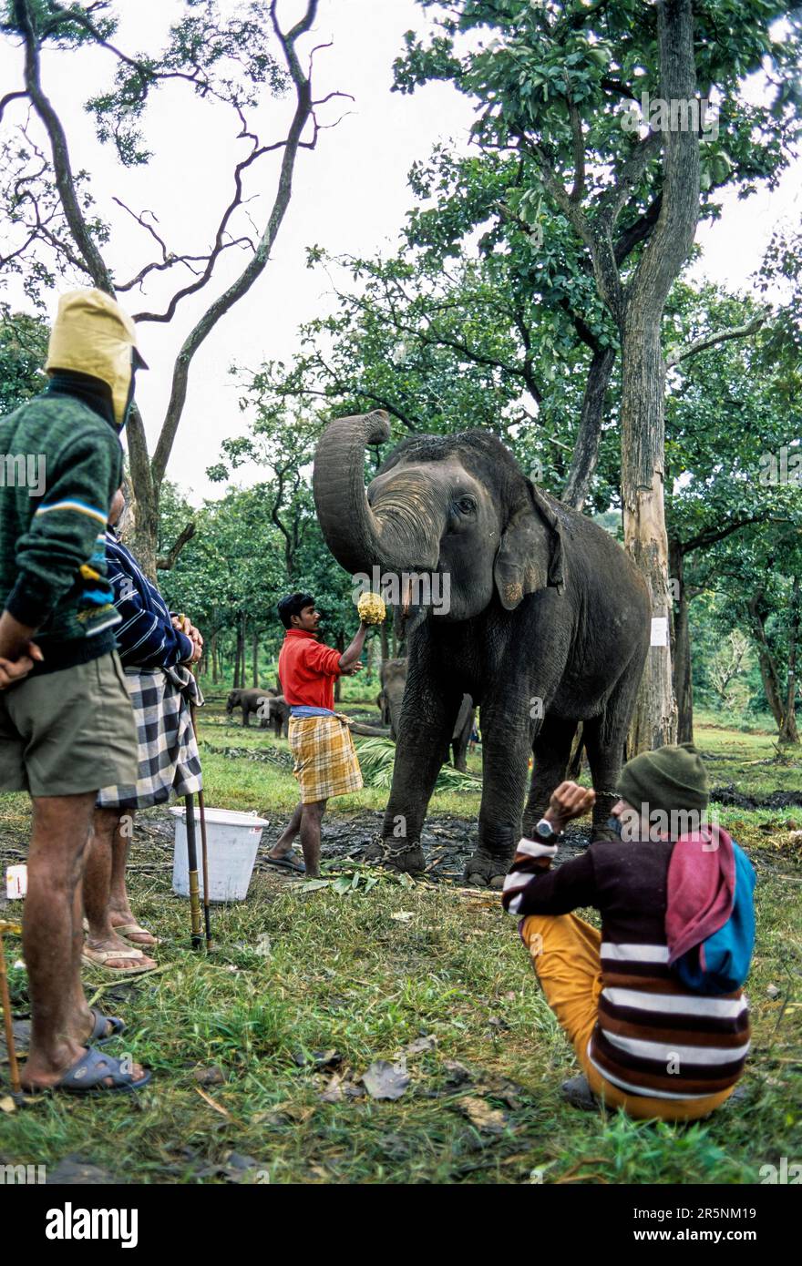 Elephant rejuvenation camp medical care and nutritional attention for ...