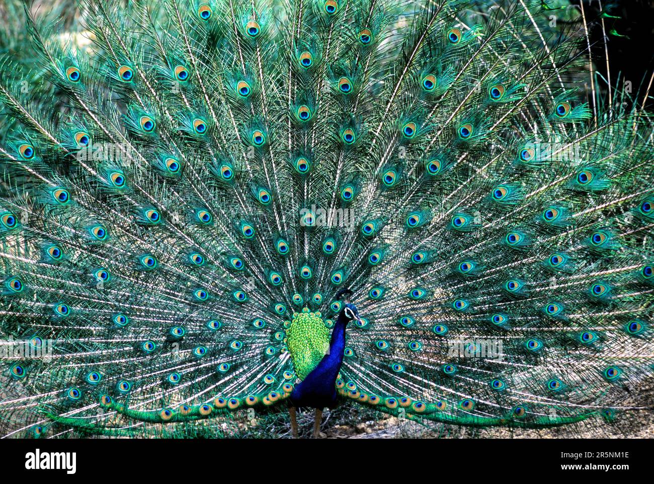 Dancing Indian Peafowl (Pavo cristatus) Peacock in Mudumalai National Park, Nilgiris, Tamil Nadu ...