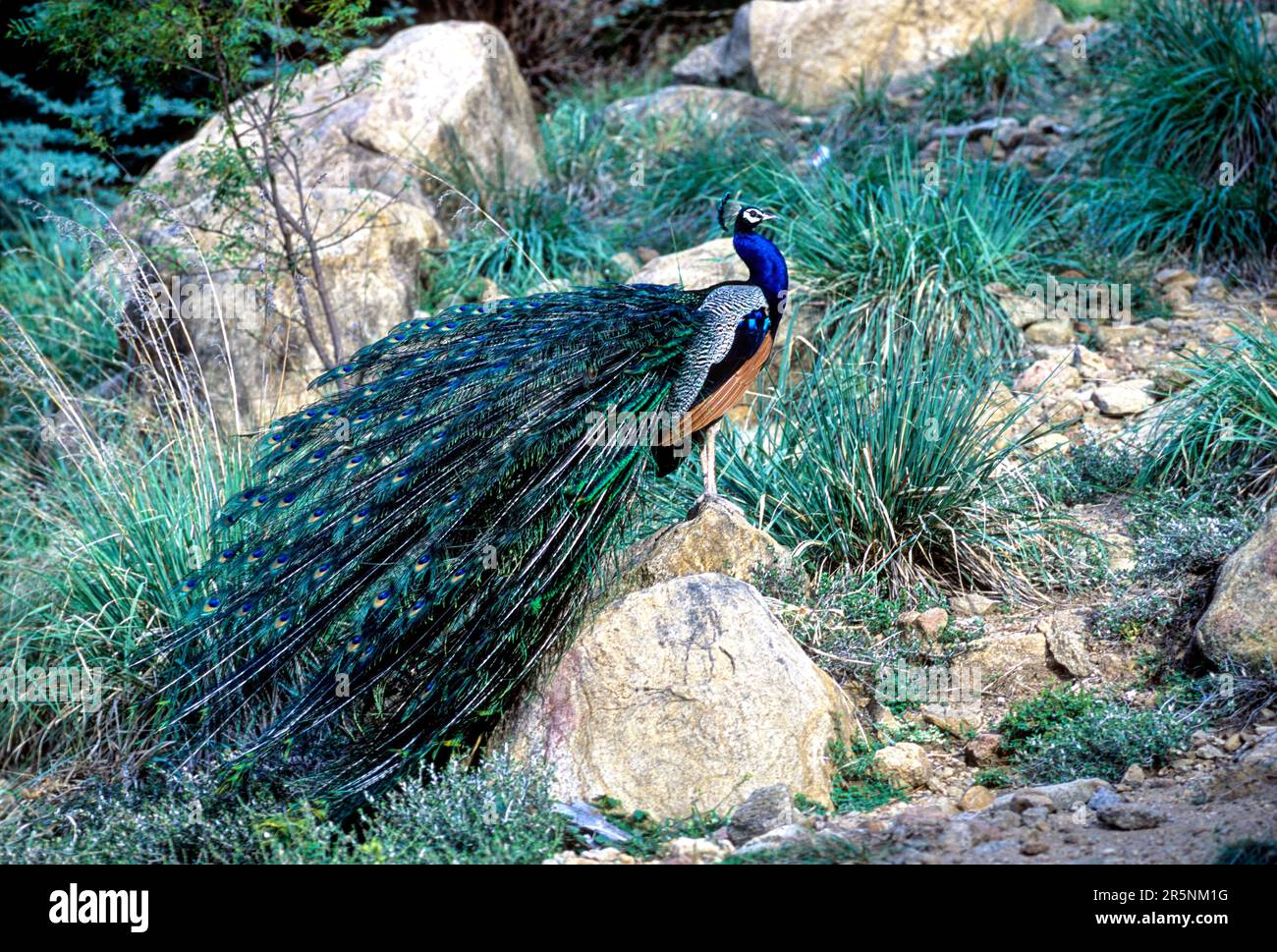 Indian Peafowl (Pavo cristatus) Peacock in Mudumalai National Park, Nilgiris, Tamil Nadu, South ...