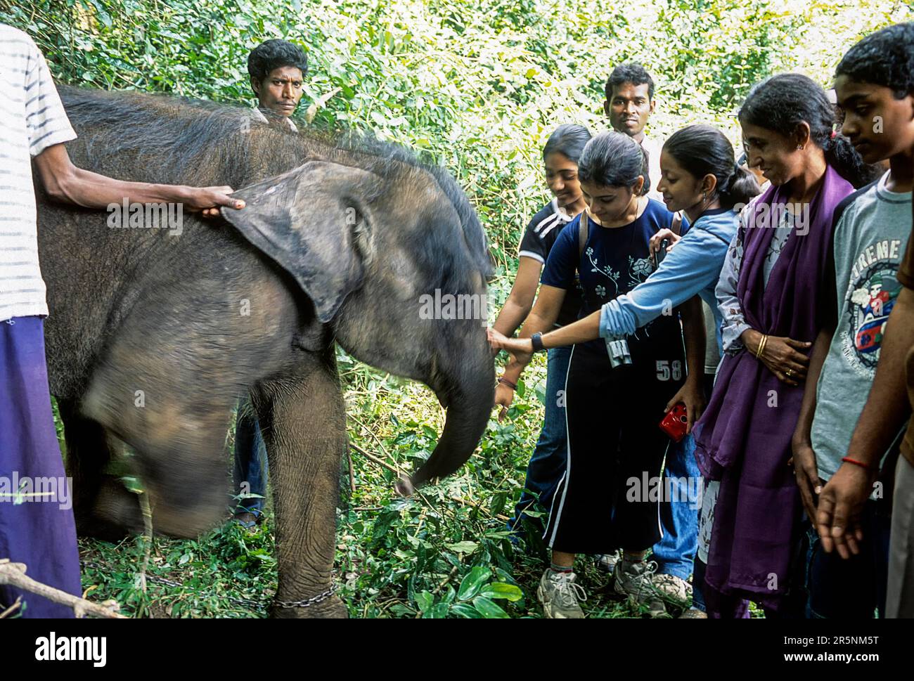 Students enjoy touching the elephant calf that lost its mother ...