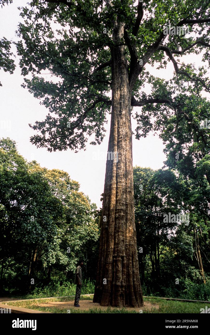 Five century old naturally grown, one of the worlds largest living Trek ...