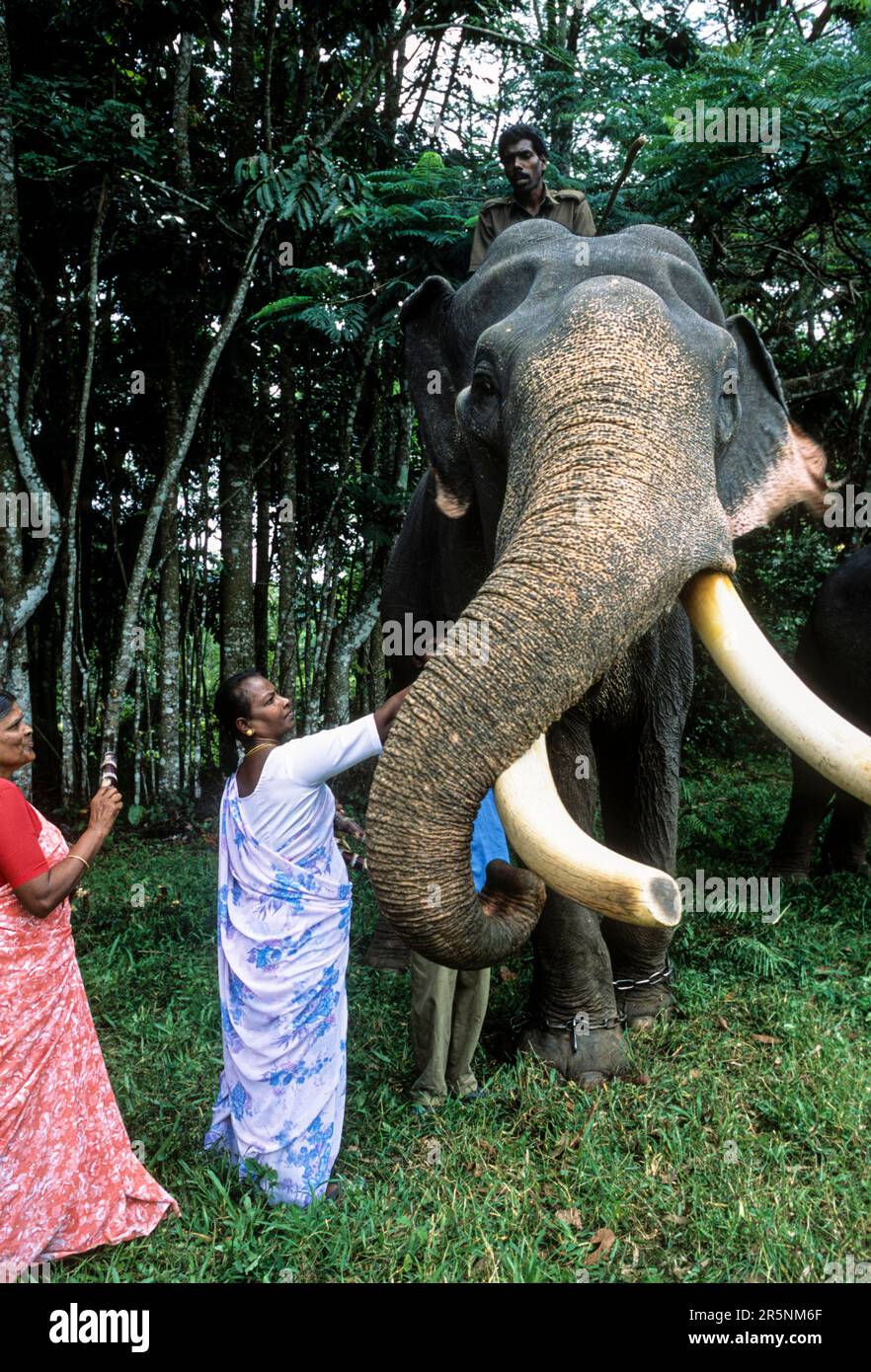 Tourists feeding bananas to the Varagaliyar camp elephant, Elephant day ...