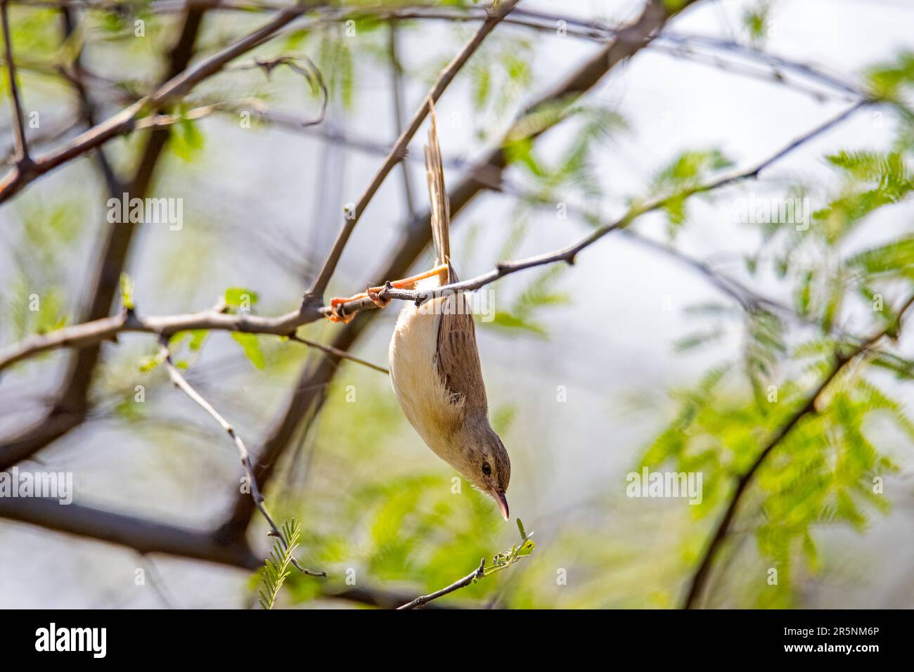 Nests mostly ball shaped enclosed nests hi-res stock photography and ...