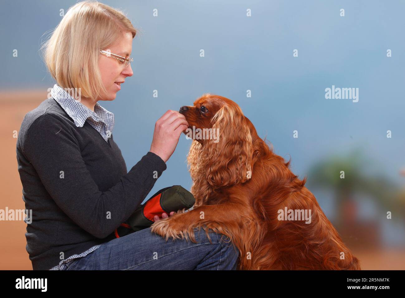 Woman feeding Cavalier King Charles Spaniel, ruby, with treats ...