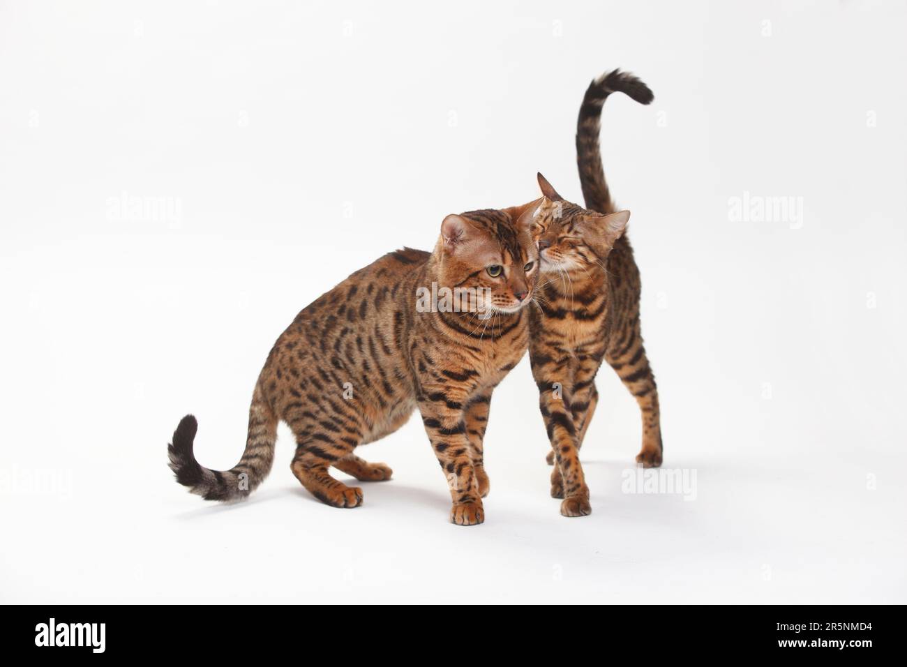 Bengal cats, couple, giving head Stock Photo - Alamy