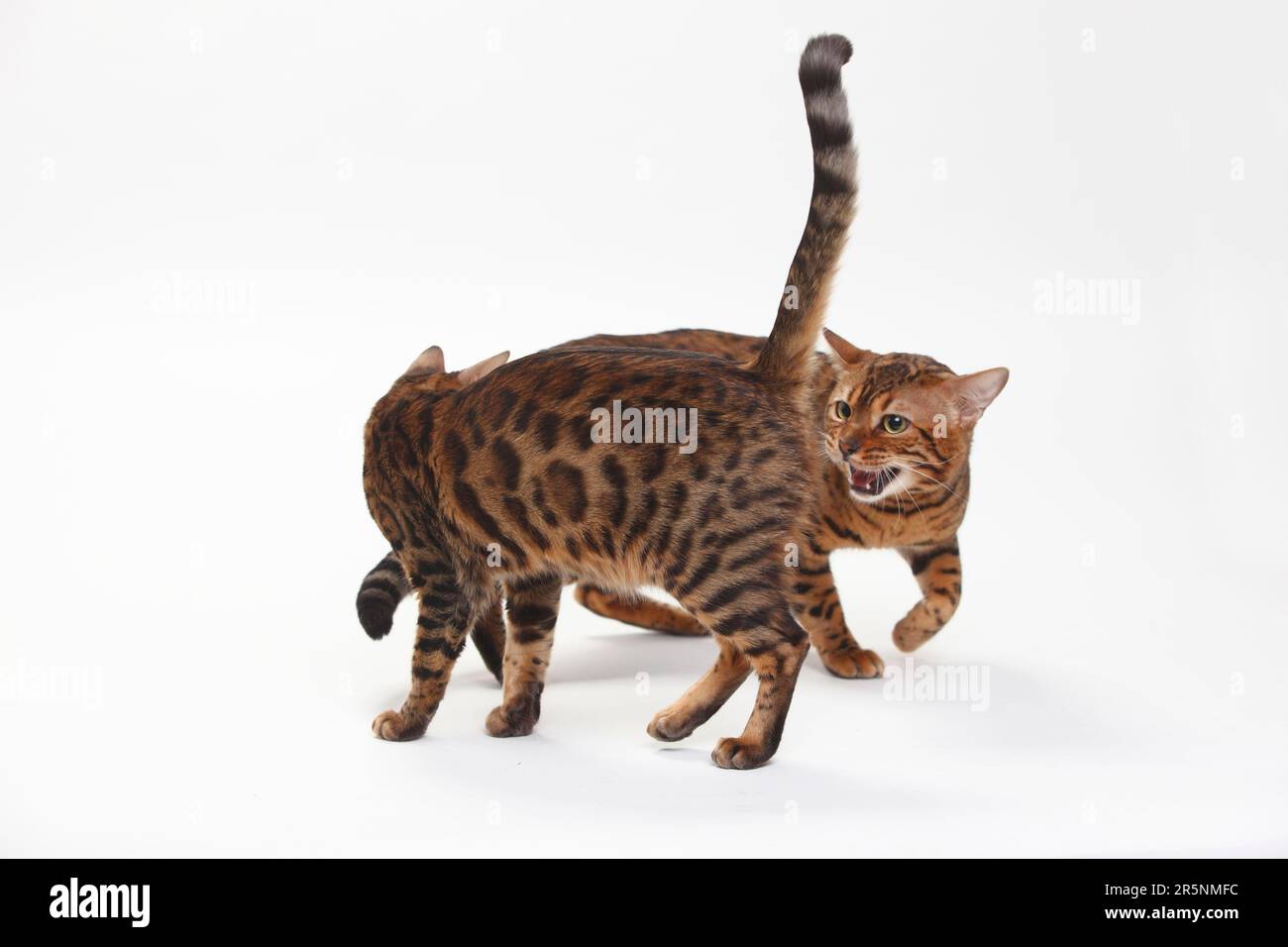 Bengal cat meow hi-res stock photography and images - Alamy