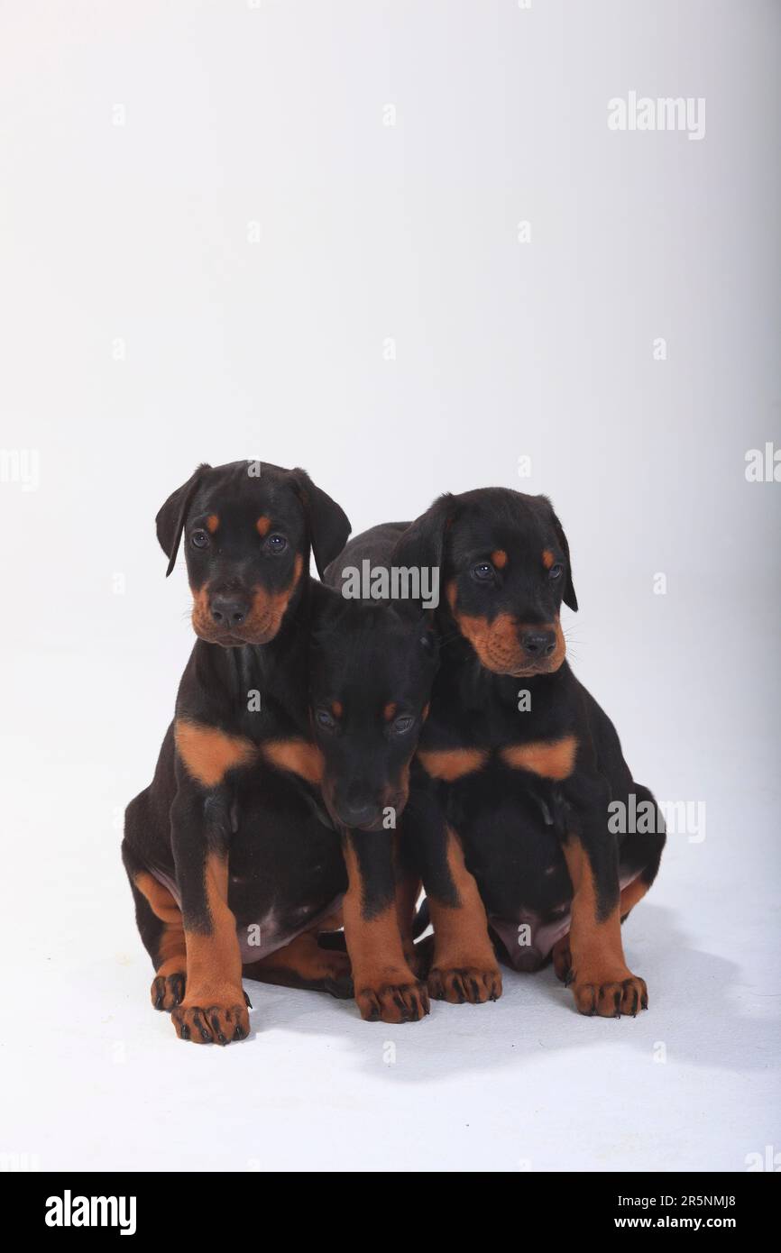 Doberman Pinscher, puppies, 5 weeks Stock Photo - Alamy