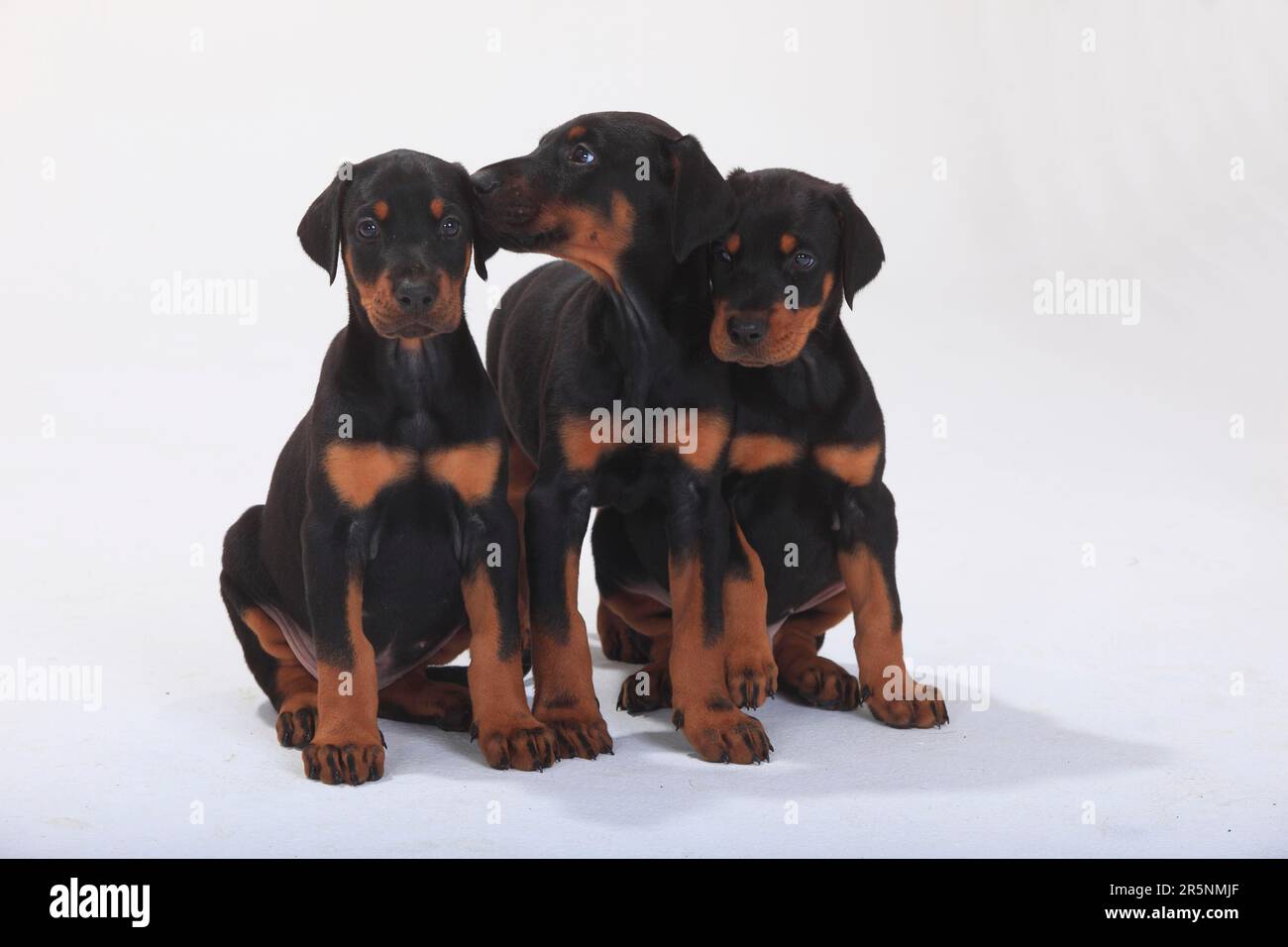 Doberman Pinscher, puppies, 5 weeks Stock Photo - Alamy