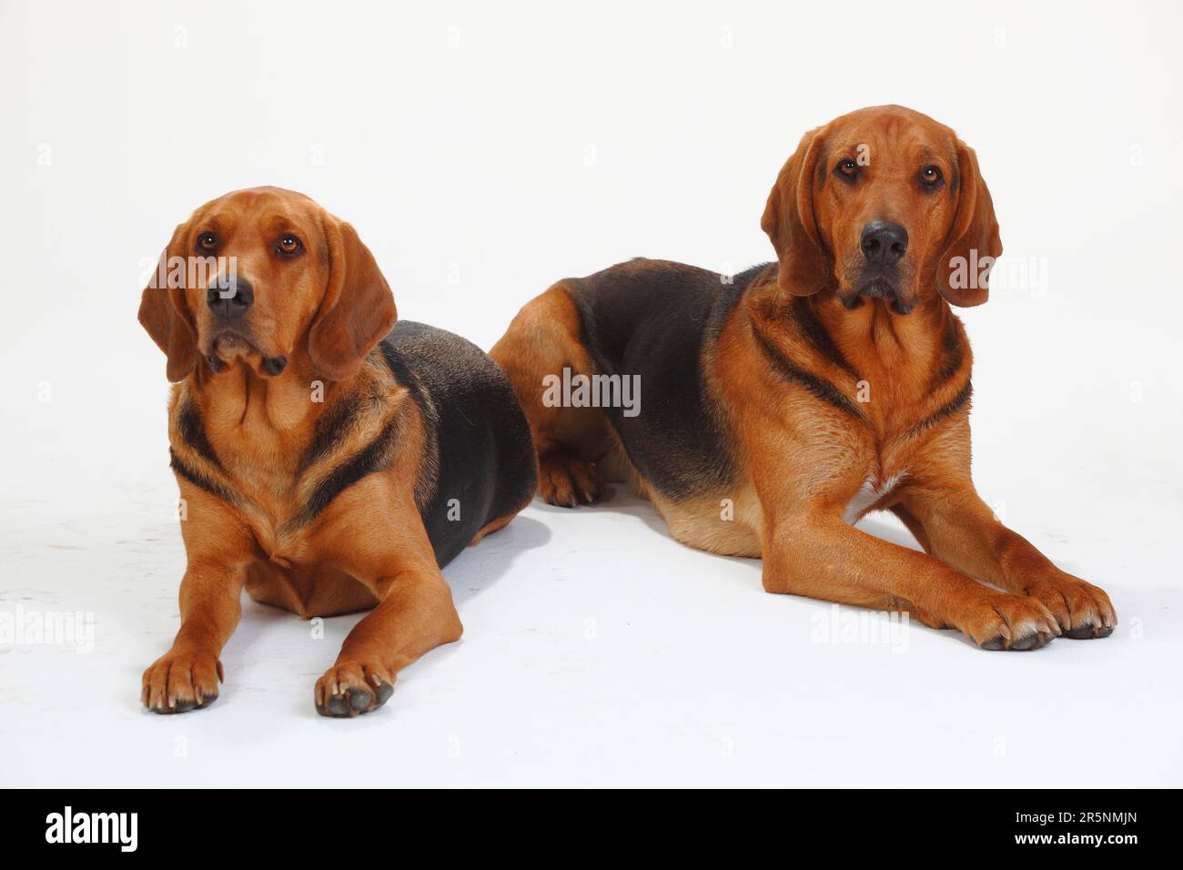 Ogar polski hi-res stock photography and images - Alamy