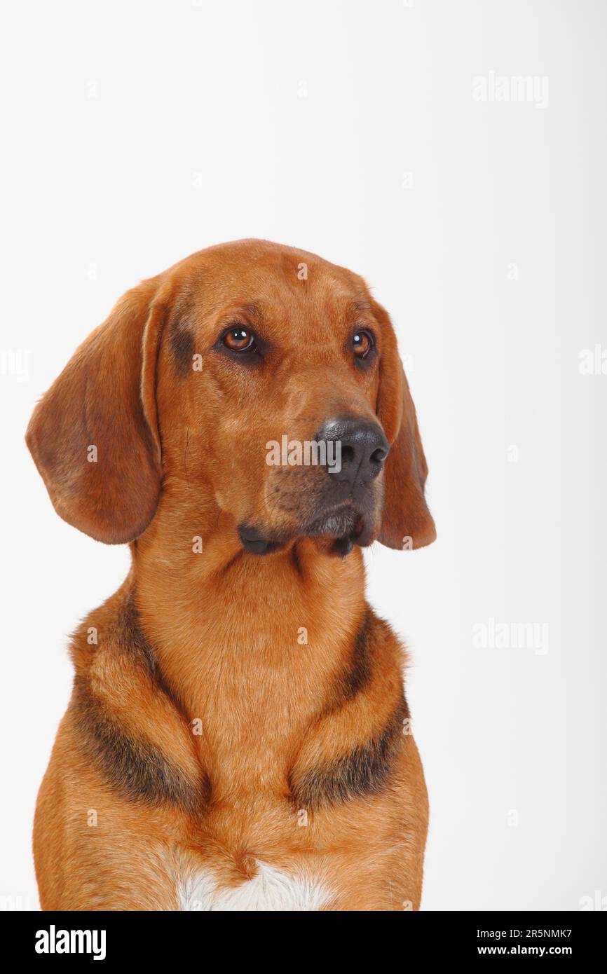 Polish hunting hi-res stock photography and images - Alamy