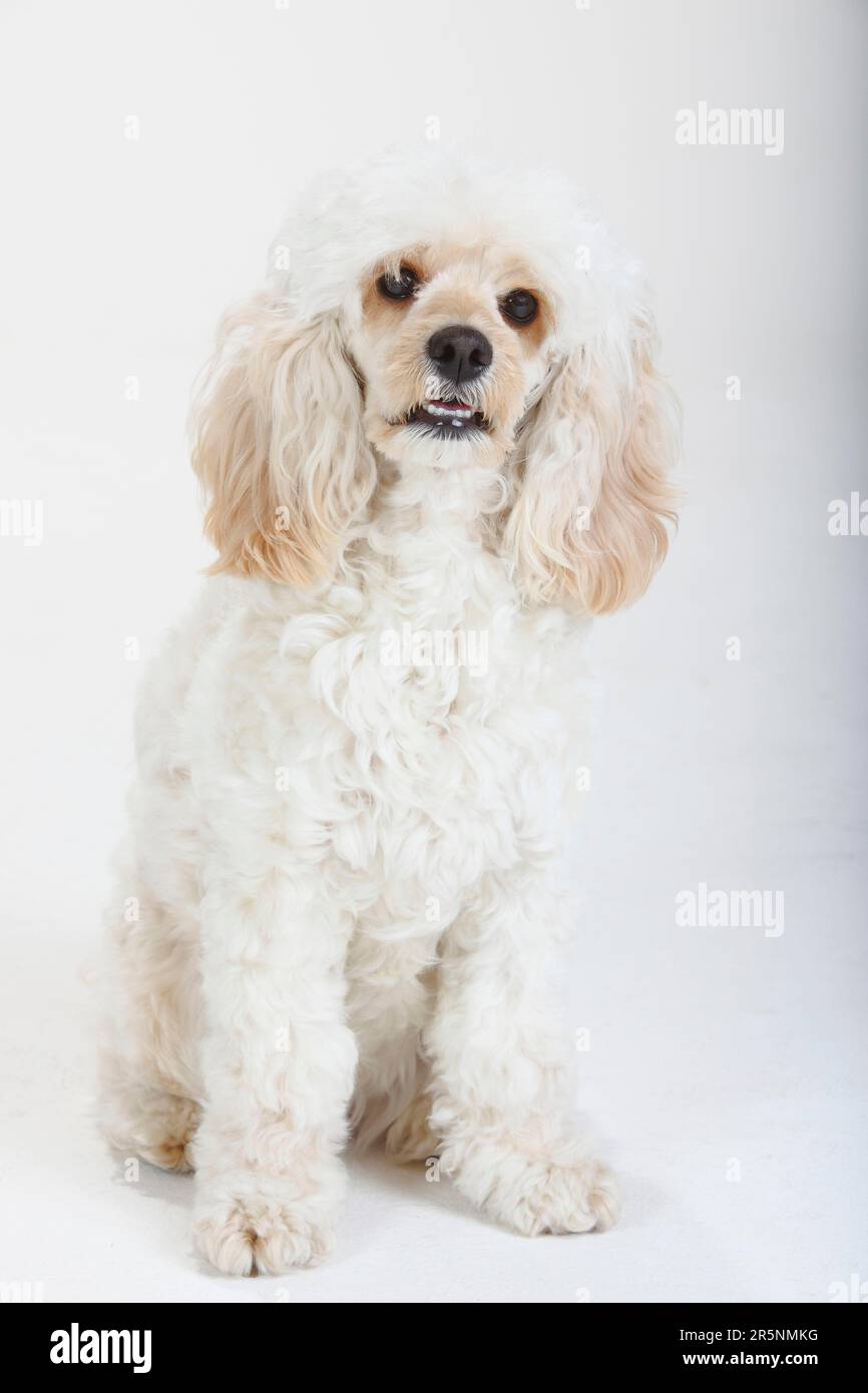 Mixed breed dog, Cockerpoo, Cockapoo Stock Photo - Alamy