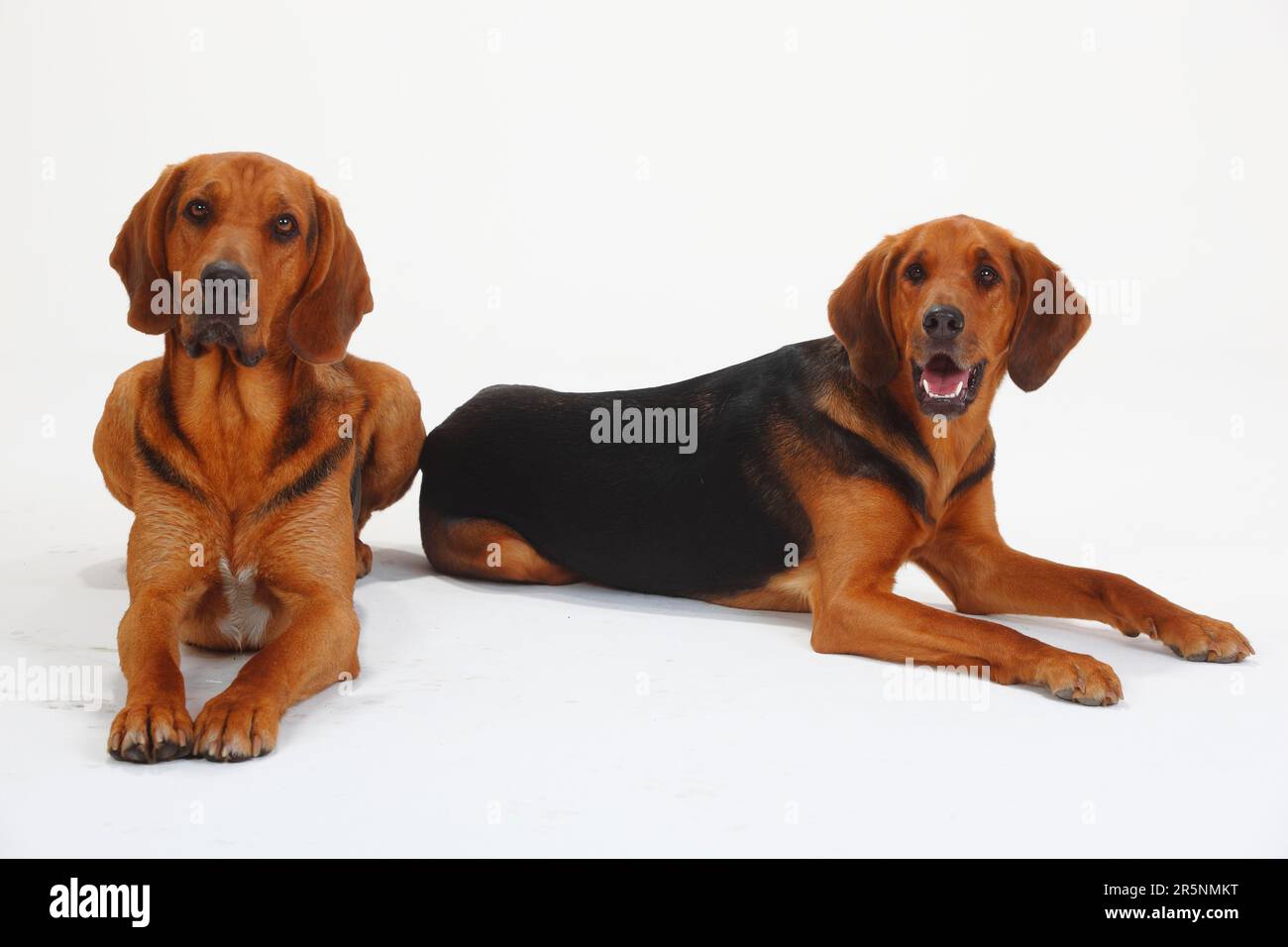 Ogar polski hi-res stock photography and images - Alamy