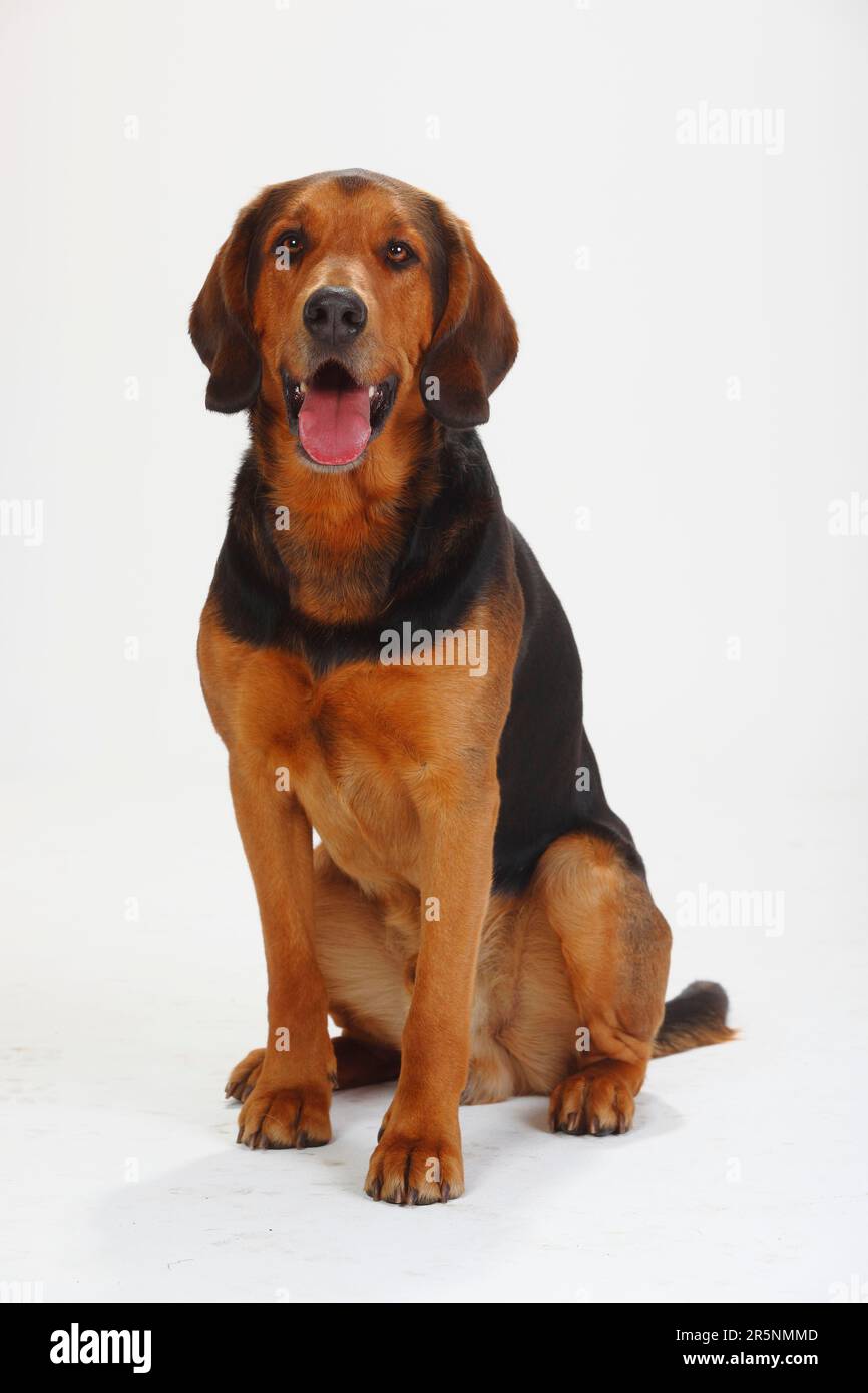 Ogar polski hi-res stock photography and images - Alamy