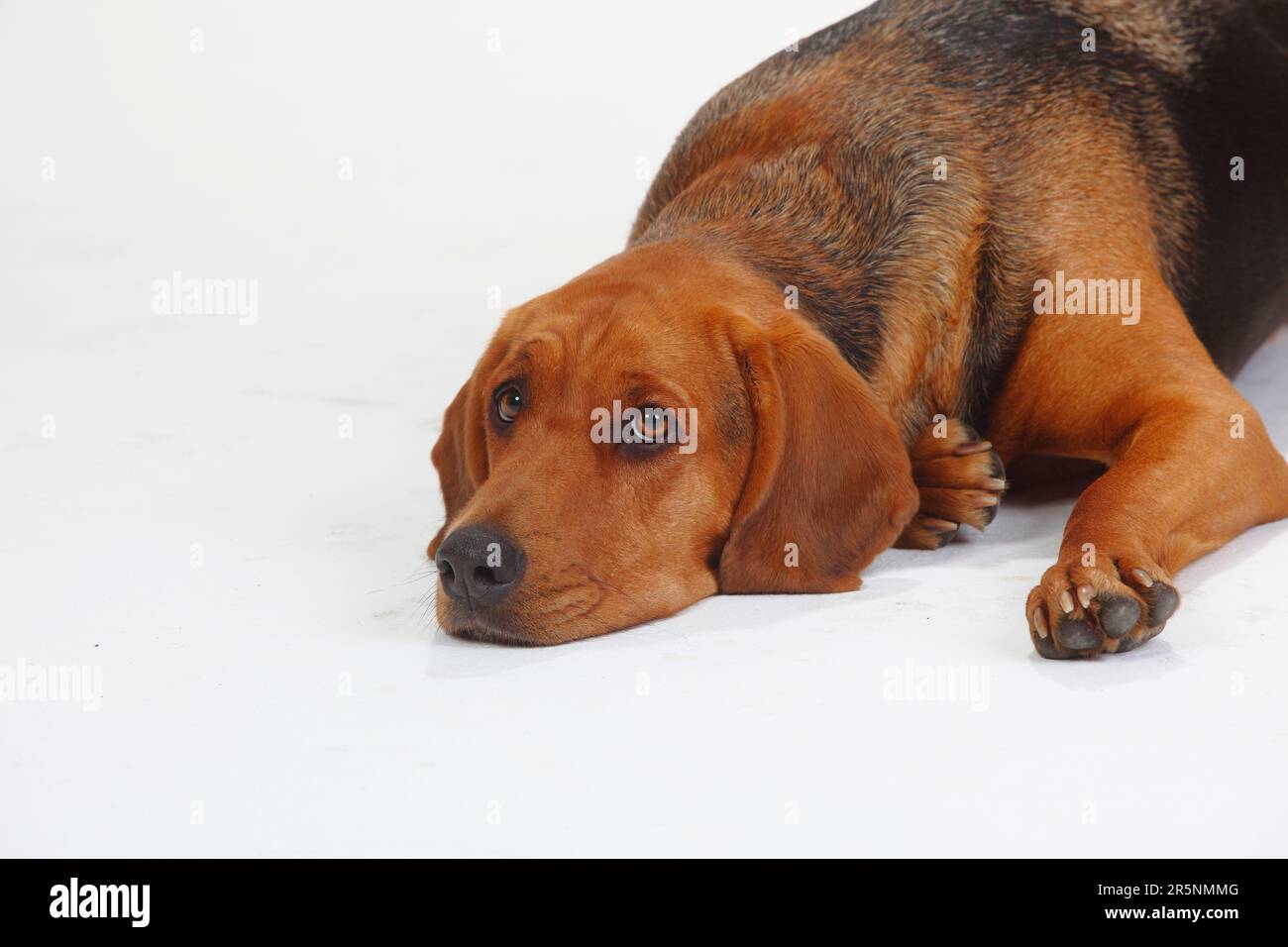 Ogar polski hi-res stock photography and images - Alamy
