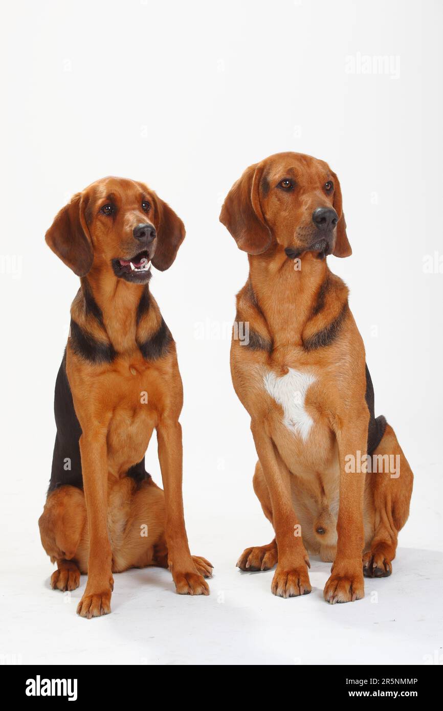 Ogar polski hi-res stock photography and images - Alamy