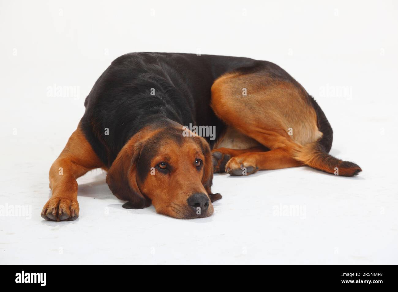 Ogar polski hi-res stock photography and images - Alamy