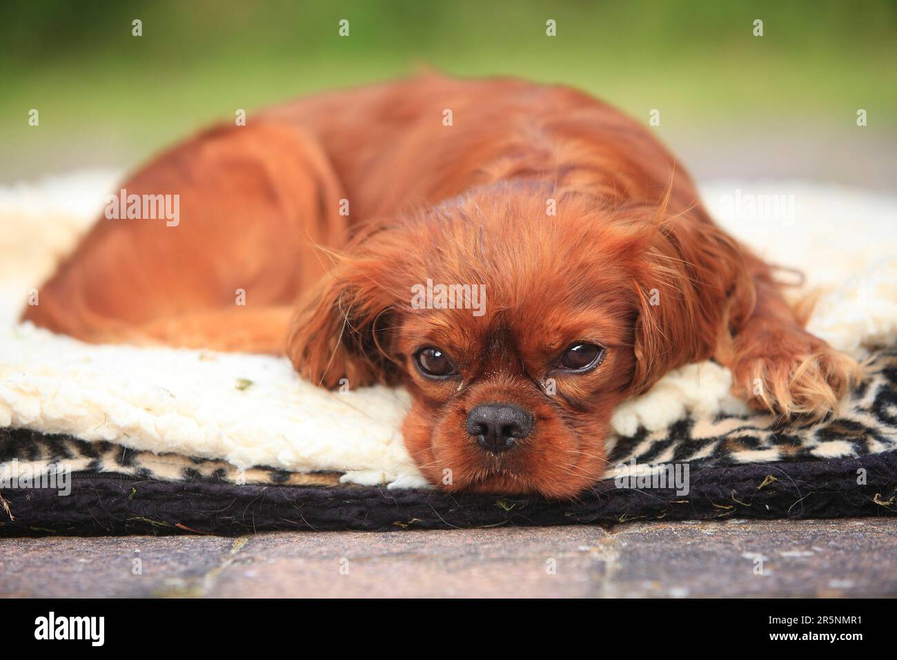 Cavalier King Charles Spaniel, ruby red Stock Photo - Alamy