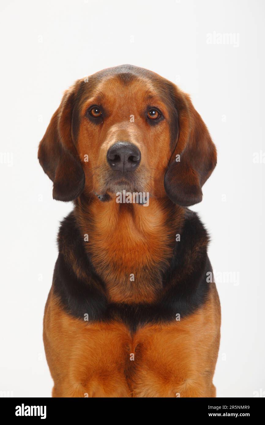 Polski polish hi-res stock photography and images - Alamy