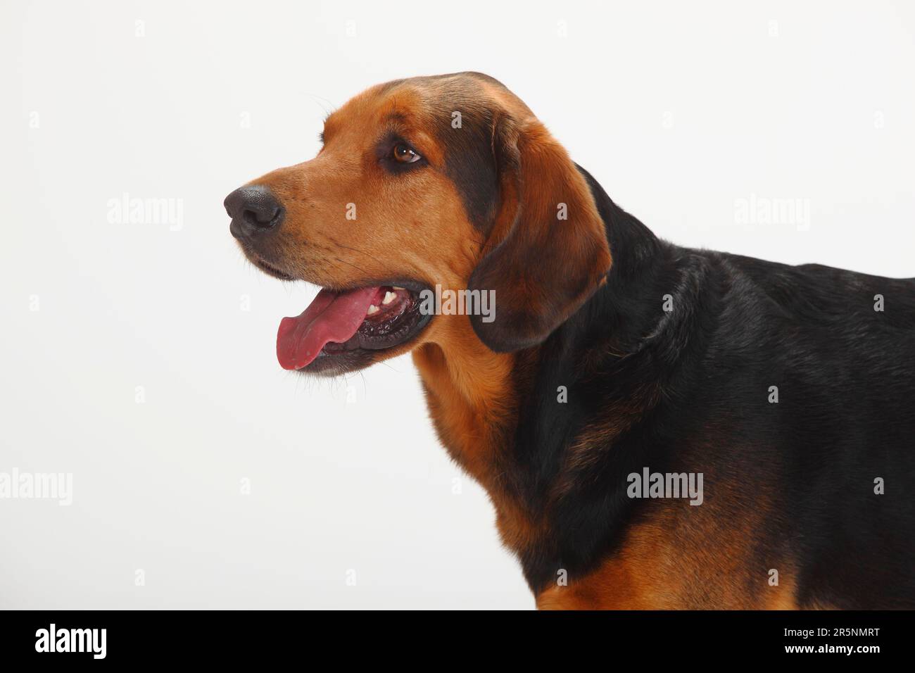 Polski polish hi-res stock photography and images - Alamy