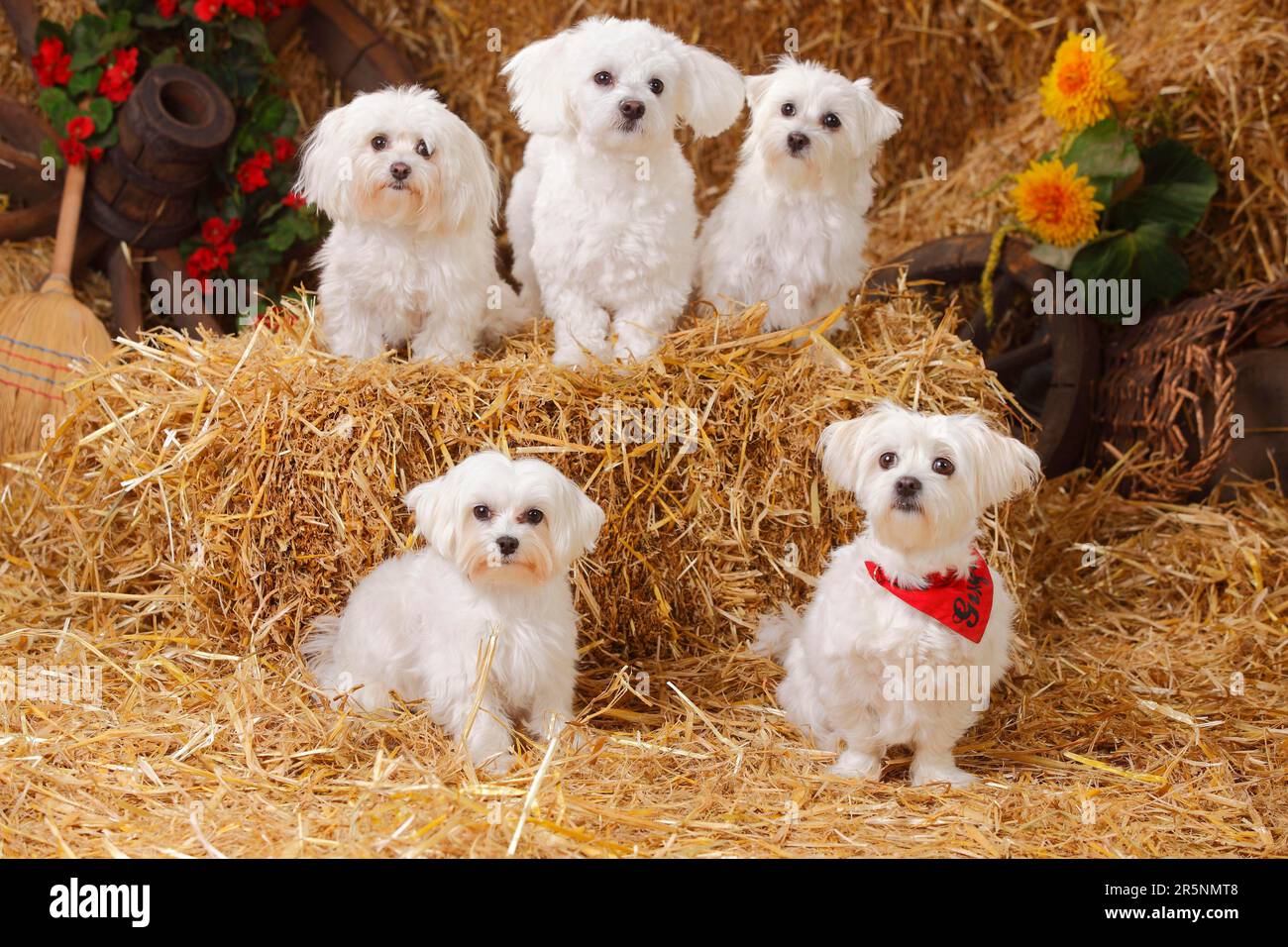 Adult maltese hi-res stock photography and images - Alamy